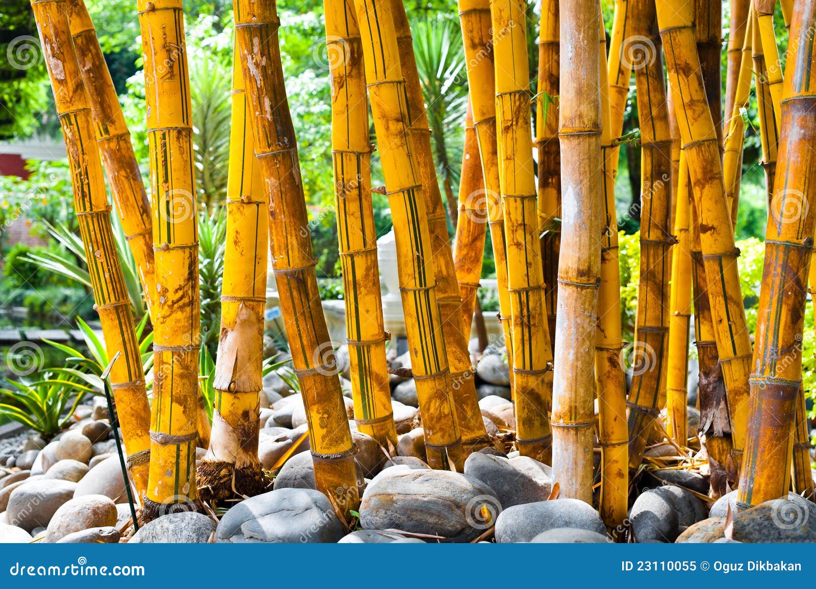 Fresh Bambu Group in the Garden Stock Image - Image of japan, orient ...