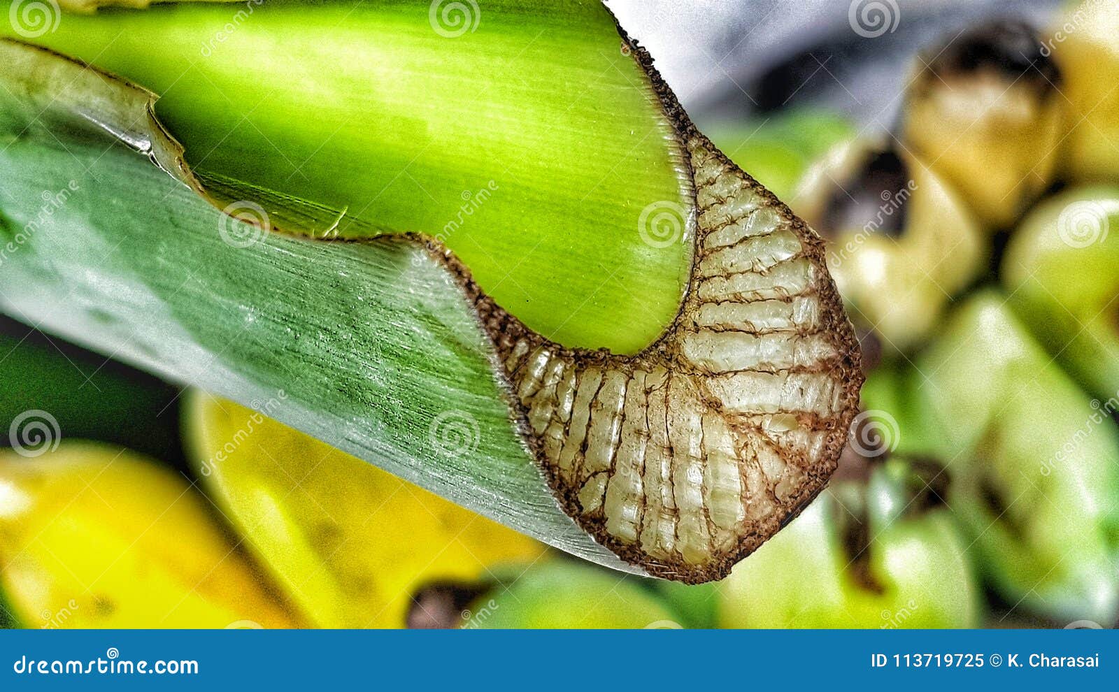 Fresh Banana Leaf Cut Section Stock Image - Image of leaves, banana ...