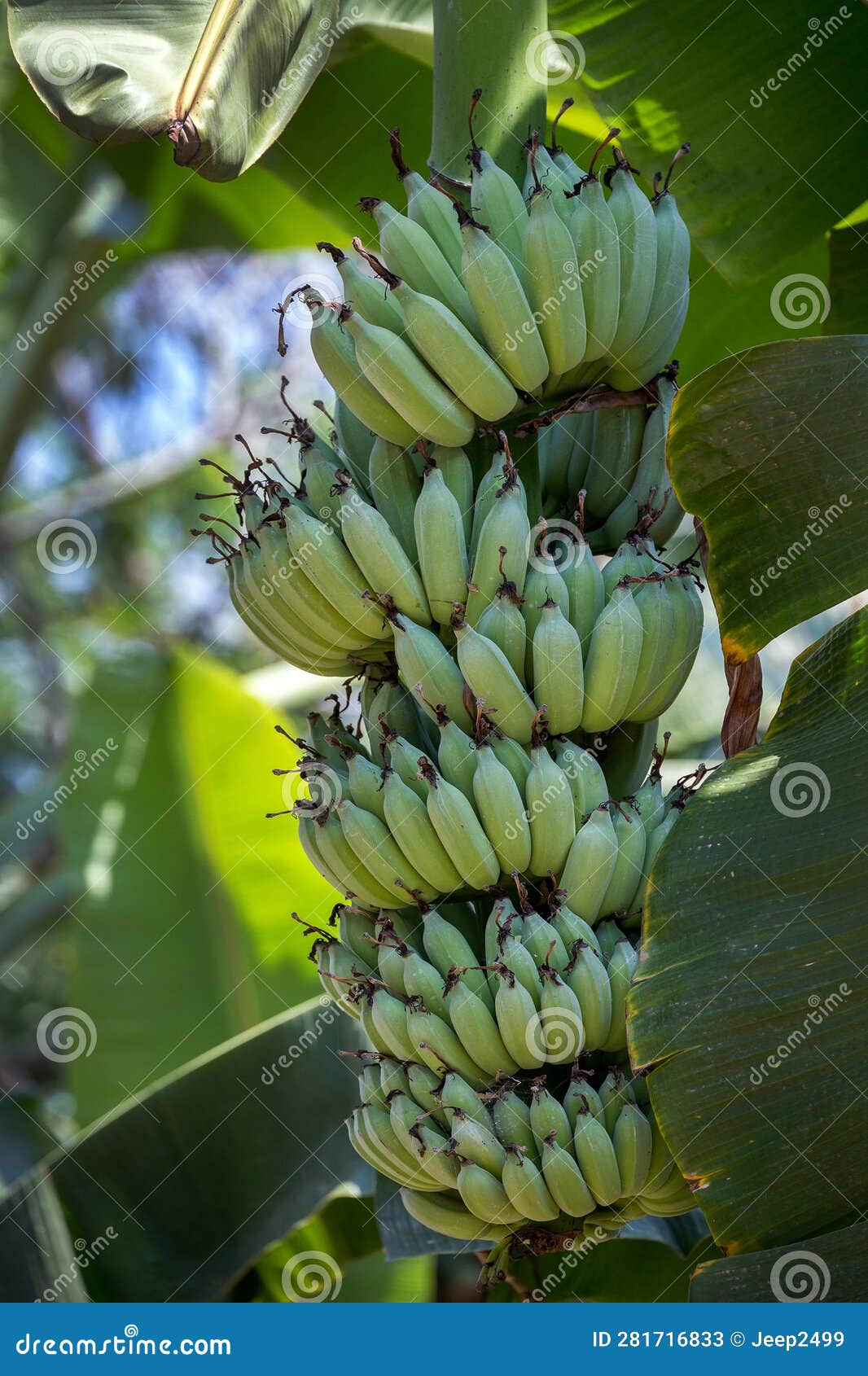 Fresh bananas on the tree stock image. Image of plant - 281716833