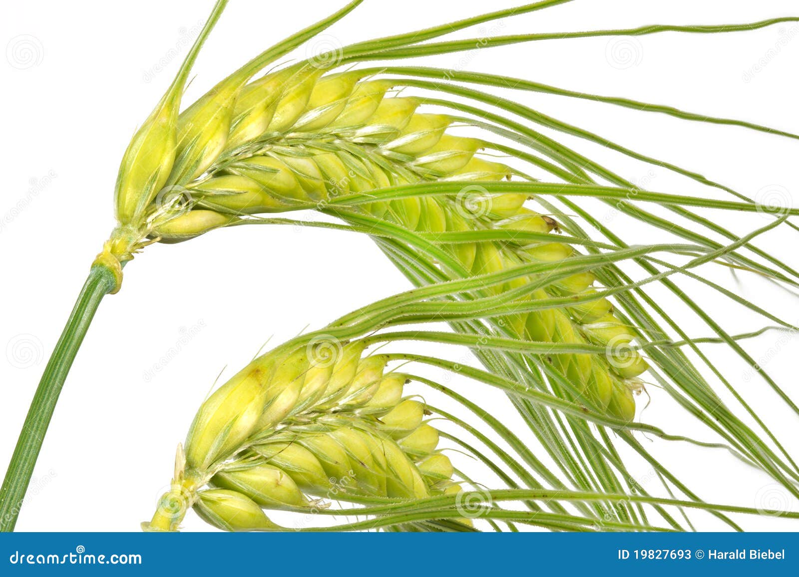 Fresh Barley Closeup, Isolated Stock Image - Image of growth ...