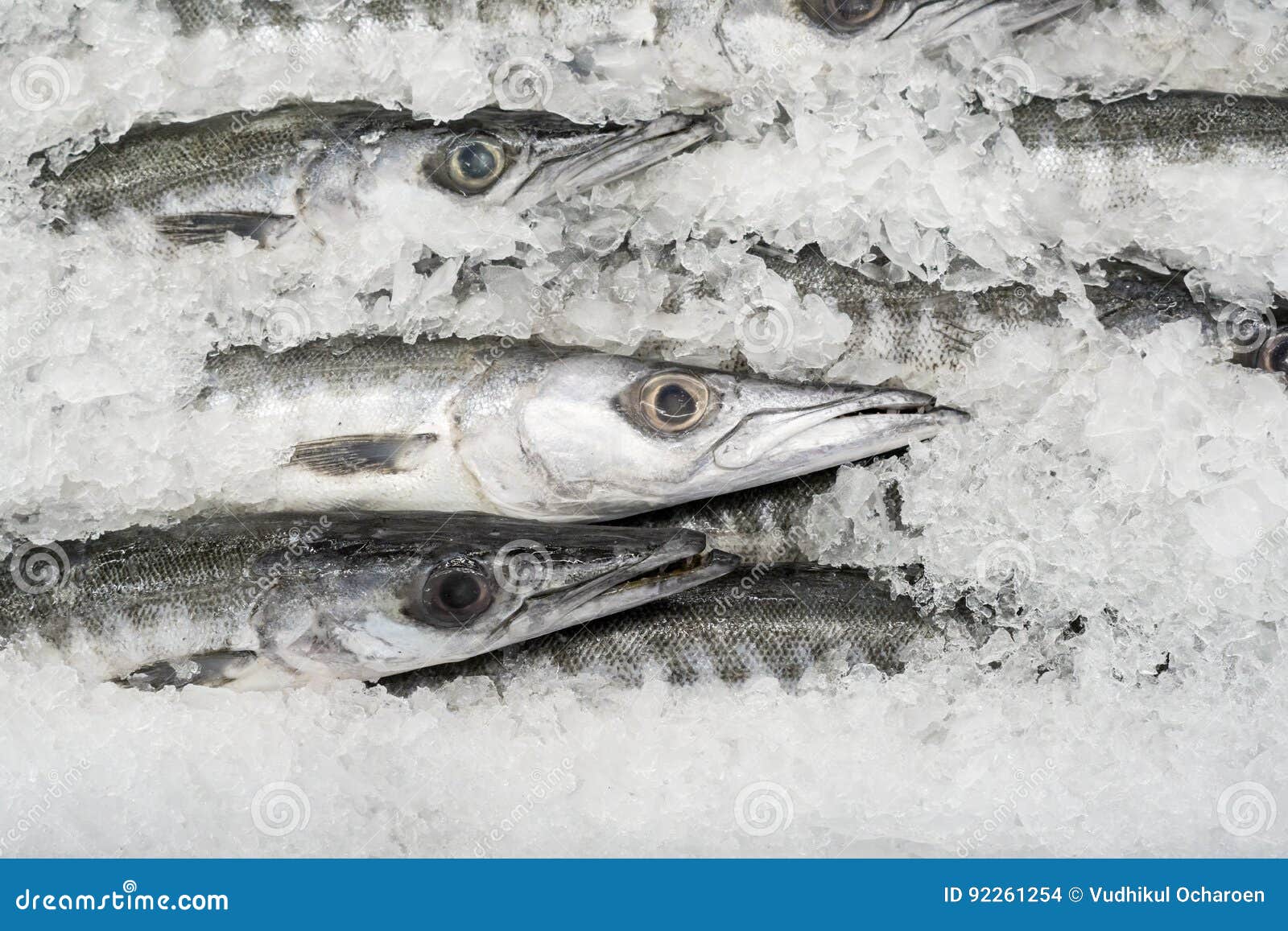 Fresh Barracuda stock photo. Image of dish, freshness - 92261254