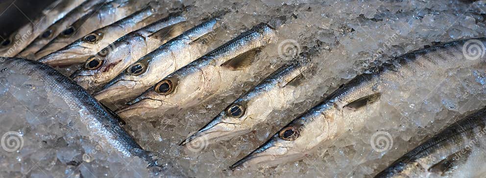 Fresh Barracuda at a Fish Market Stock Image - Image of food, close ...