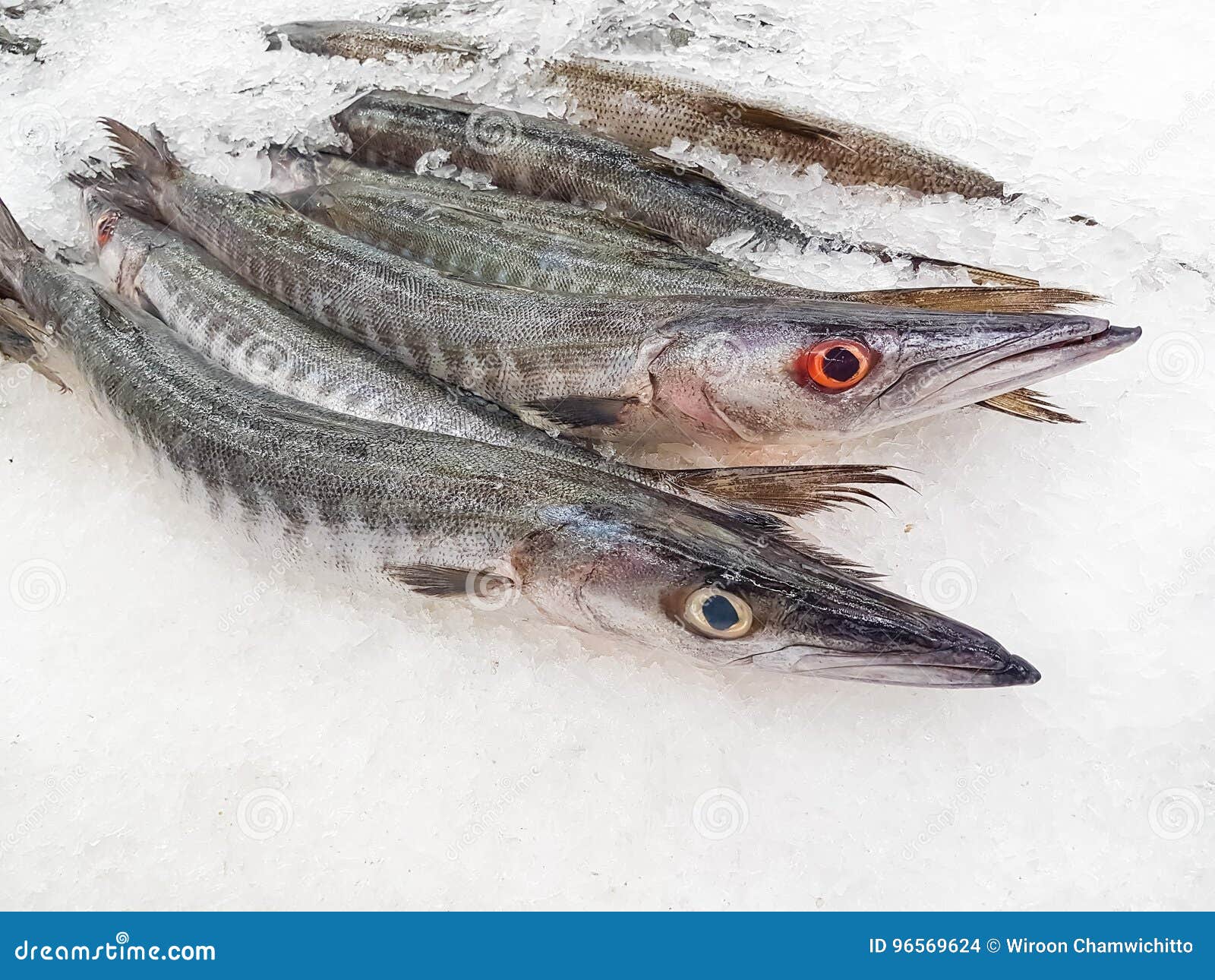 Fresh Barracuda on Ice stock photo. Image of color, culinary - 96569624