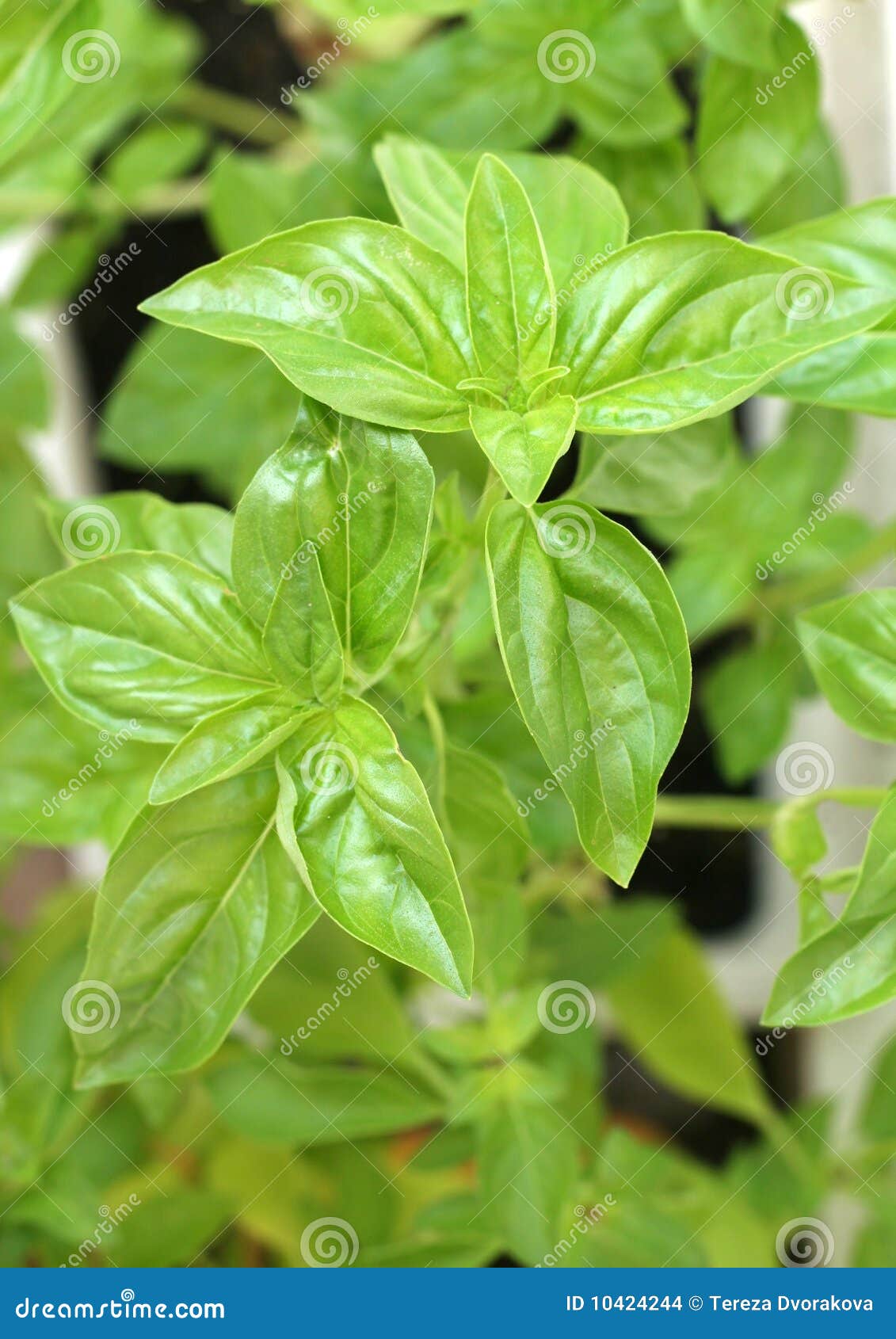 Fresh basil stock photo. Image of vegetable, crop, flavor - 10424244