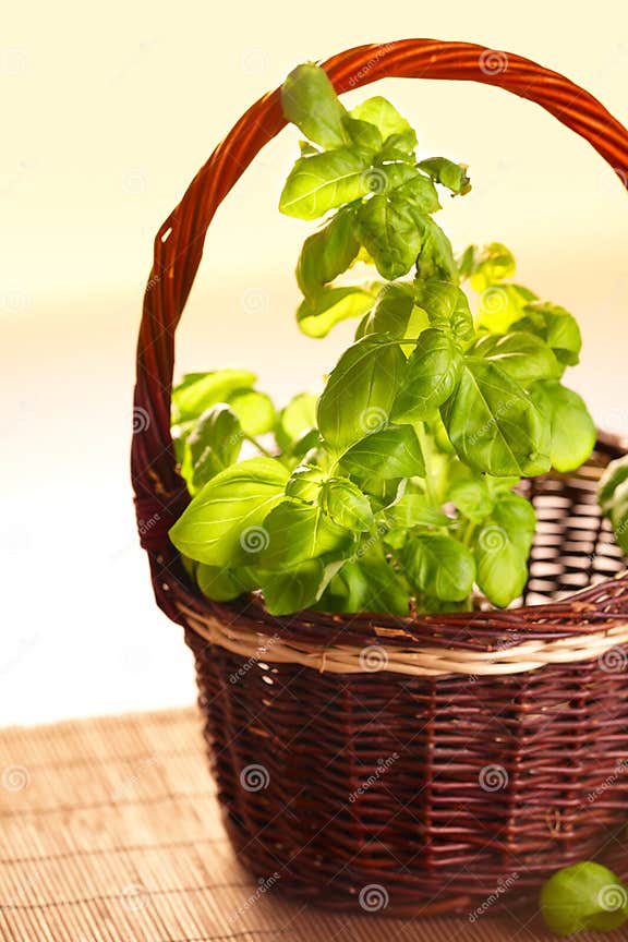 Fresh basil stock photo. Image of vegetable, green, healthy - 13367796