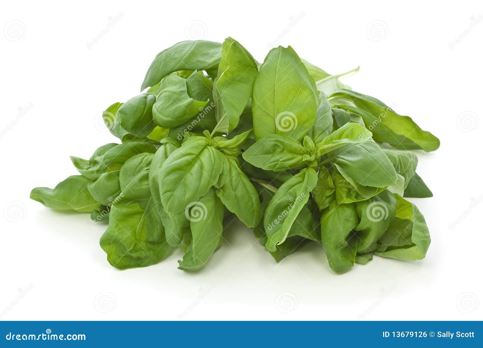 Fresh basil stock photo. Image of picked, white, isolated - 13679126