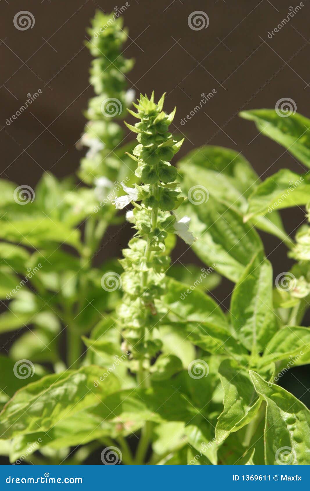 Fresh basil stock image. Image of food, closeup, healthy - 1369611