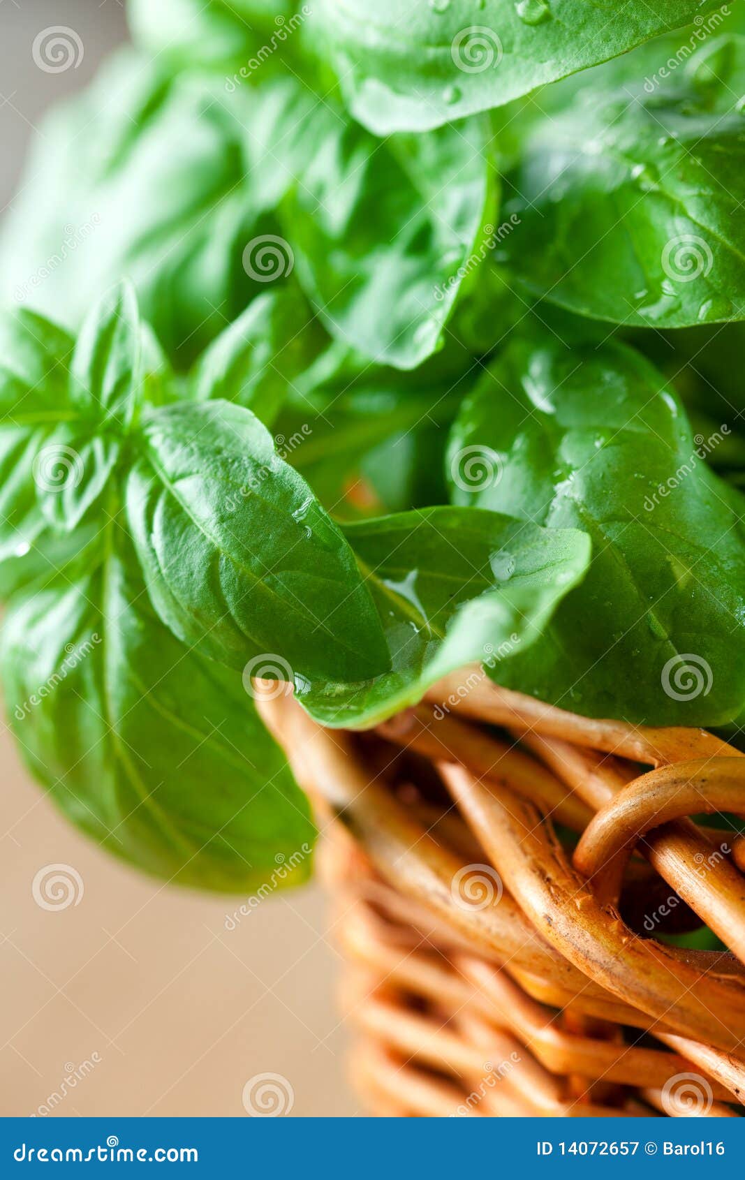 Fresh basil stock image. Image of aroma, close, green - 14072657