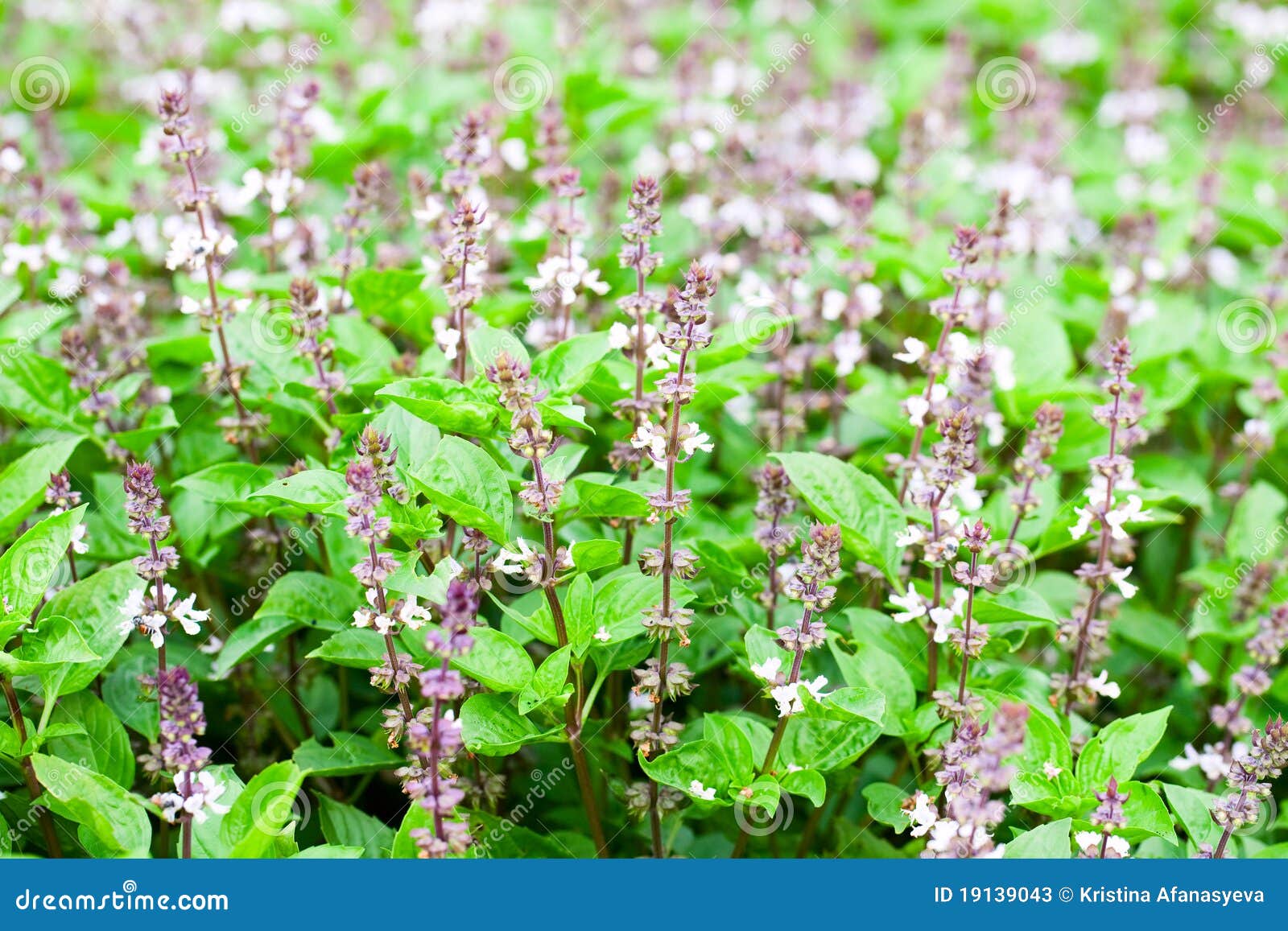 Fresh basil stock image. Image of herb, italian, garden - 19139043