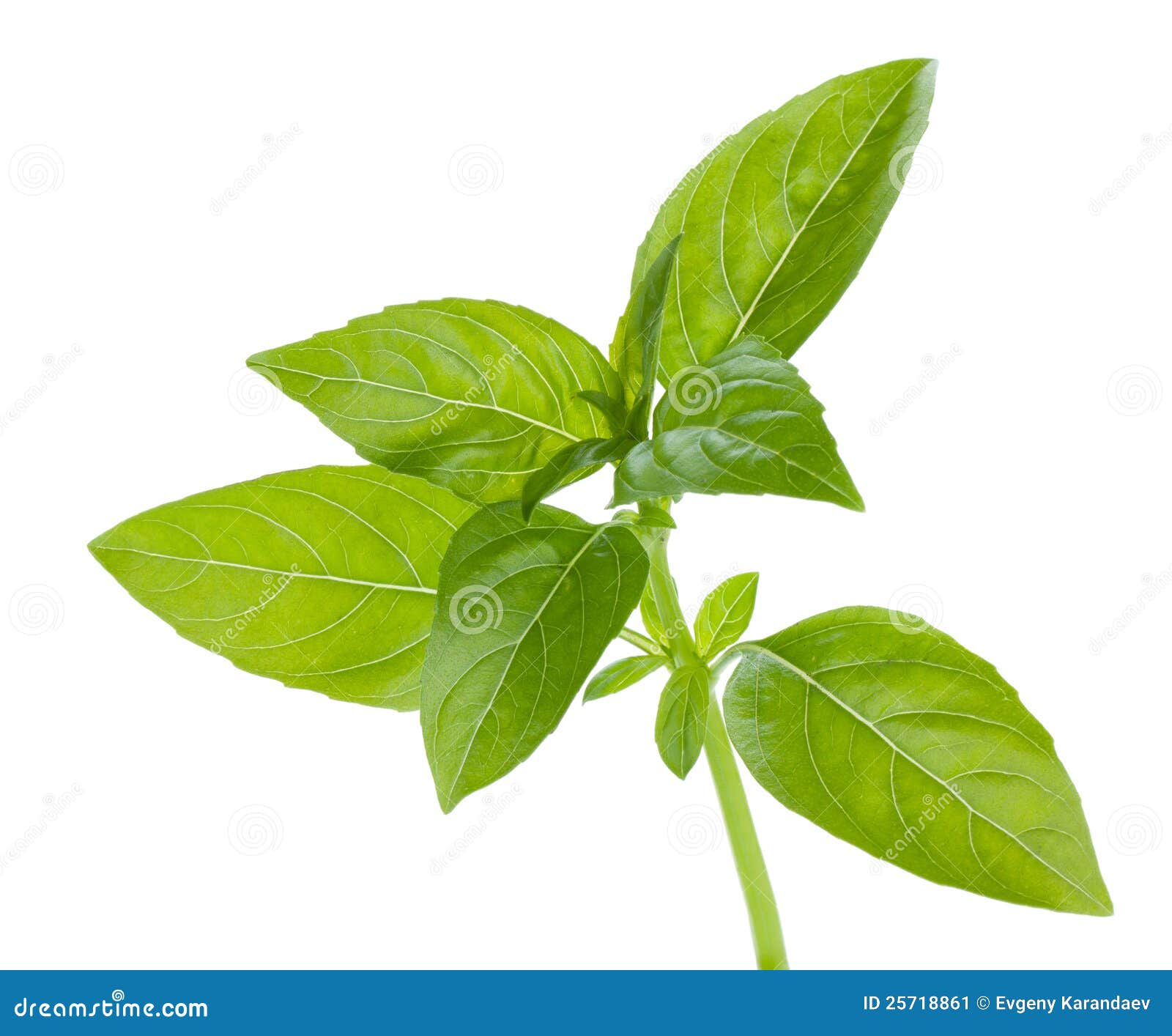 Fresh basil stock image. Image of freshness, background - 25718861