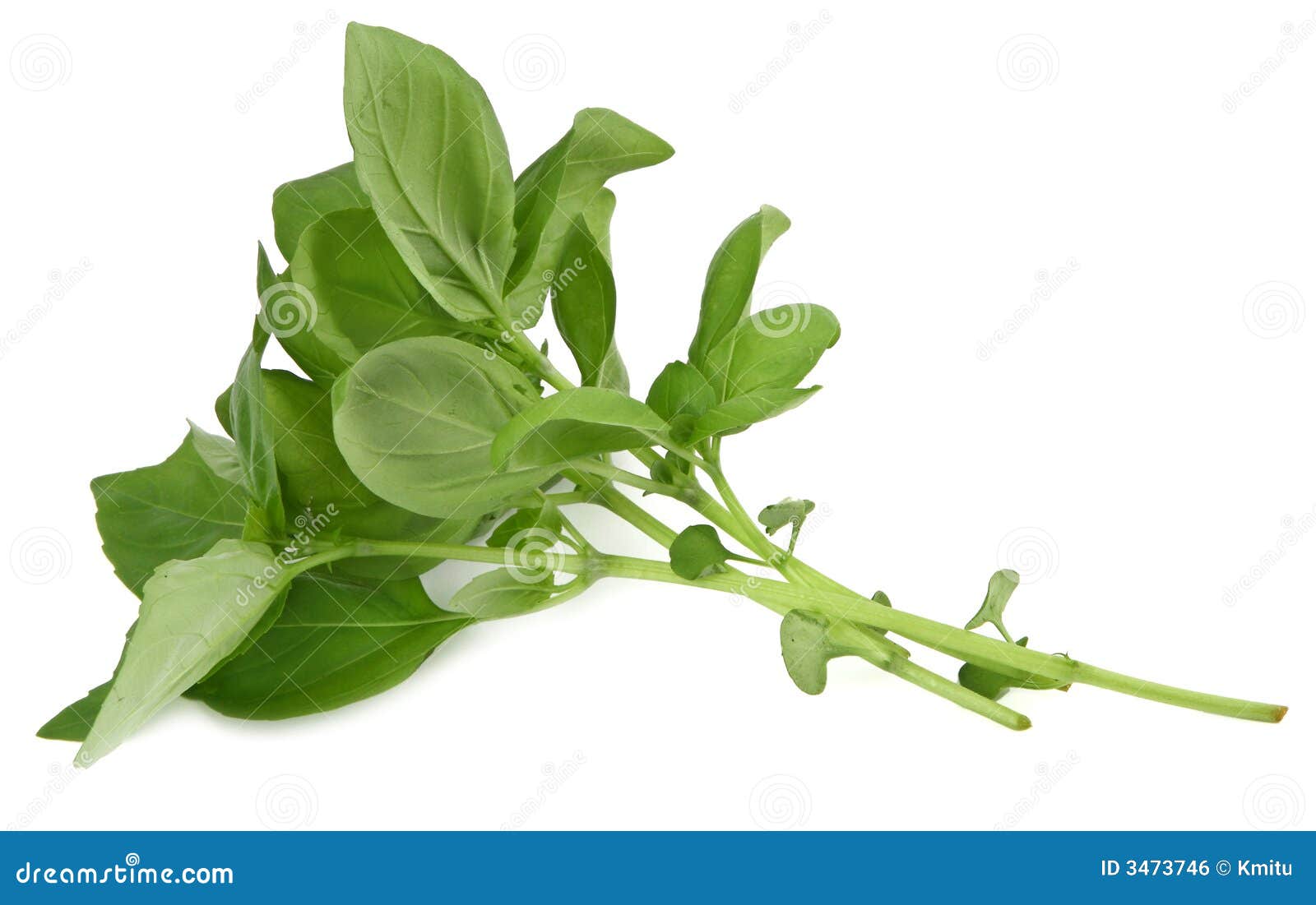Fresh Basil stock photo. Image of cooking, spring, houseplant - 3473746