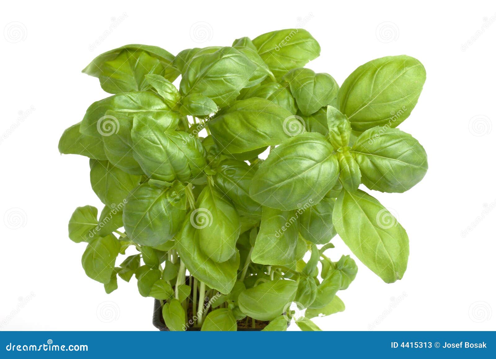 Fresh basil stock image. Image of flavoring, green, leaf - 4415313