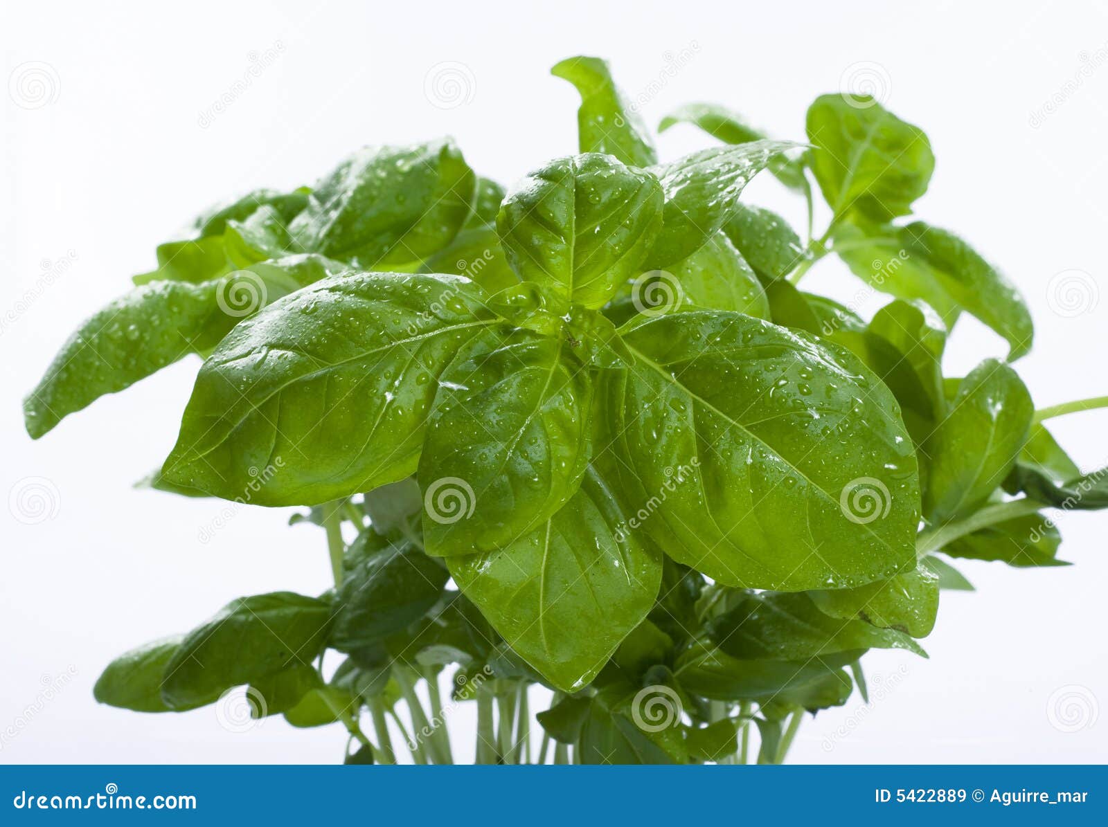 Fresh basil stock image. Image of green, seasoning, basilic - 5422889