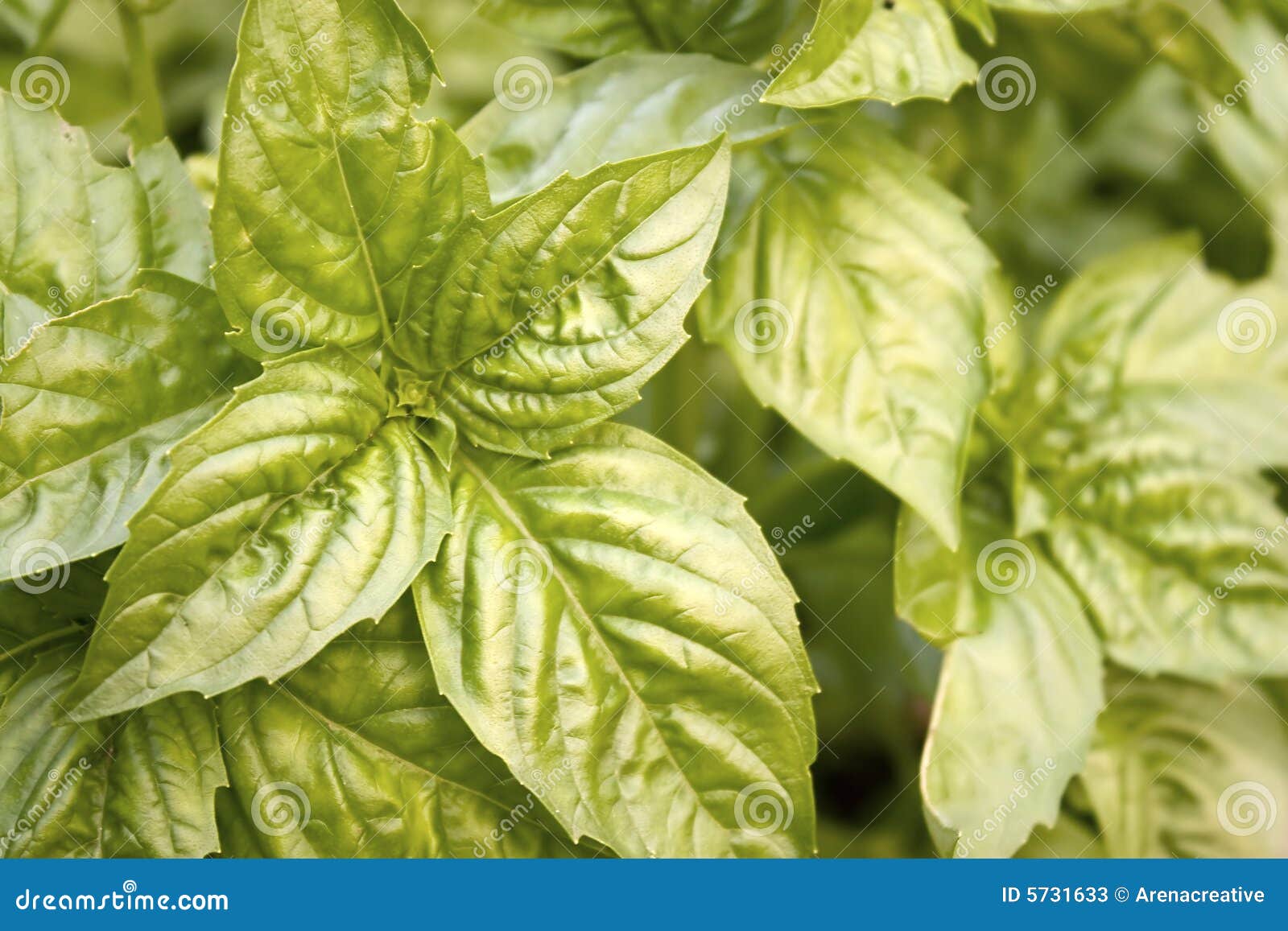 Fresh Basil stock image. Image of macro, organic, lunch - 5731633