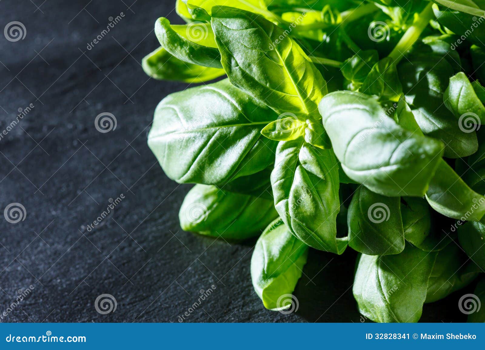Fresh basil stock image. Image of basil, closeup, green - 32828341
