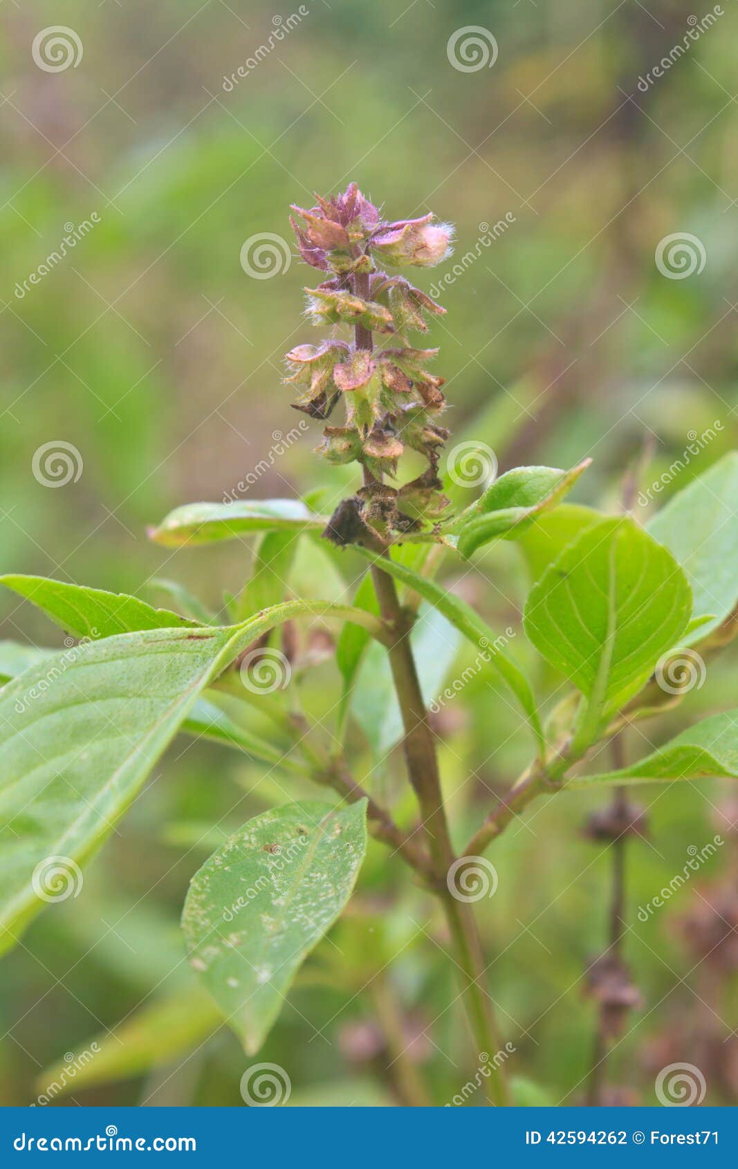 Fresh basil and blossom stock photo. Image of remedy - 42594262
