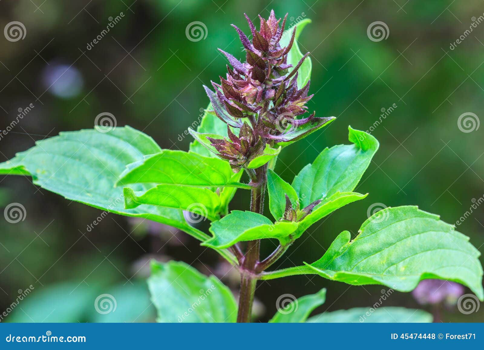 Fresh basil and blossom stock photo. Image of aroma, plant - 45474448
