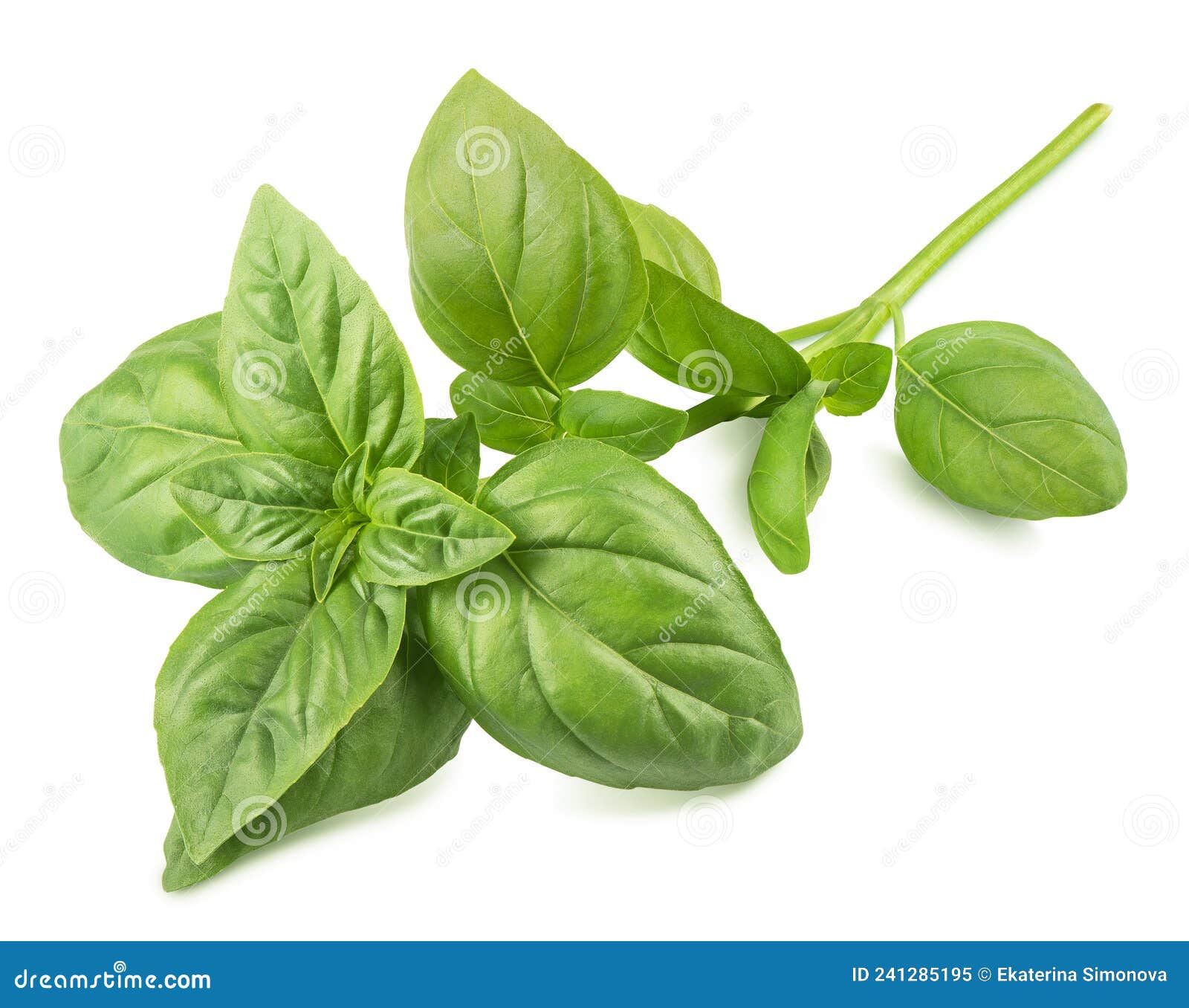 Fresh Basil Branch Isolated on White Stock Image - Image of salad ...