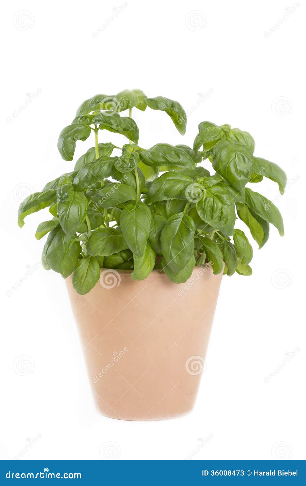 Fresh basil in a clay pot stock image. Image of herbal - 36008473