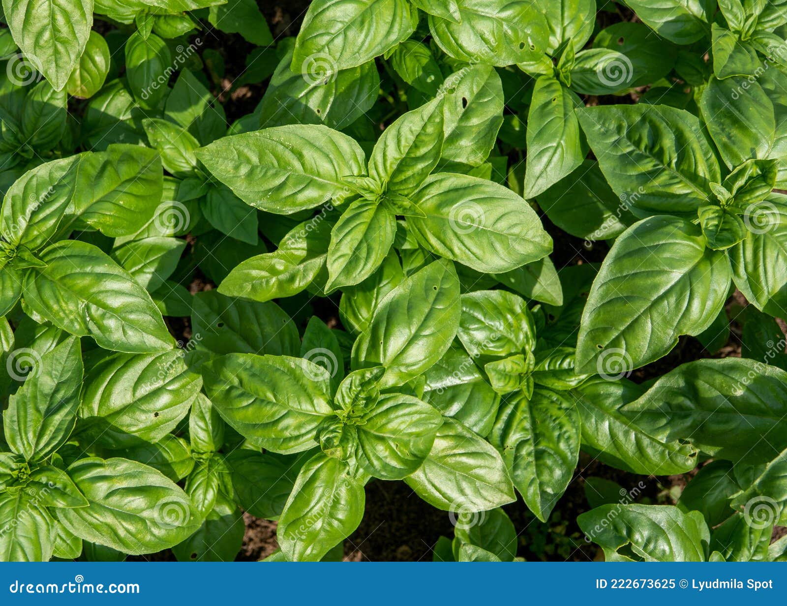 Fresh Basil on a Dark Background. Green Basil. Green Basil on a Dark ...