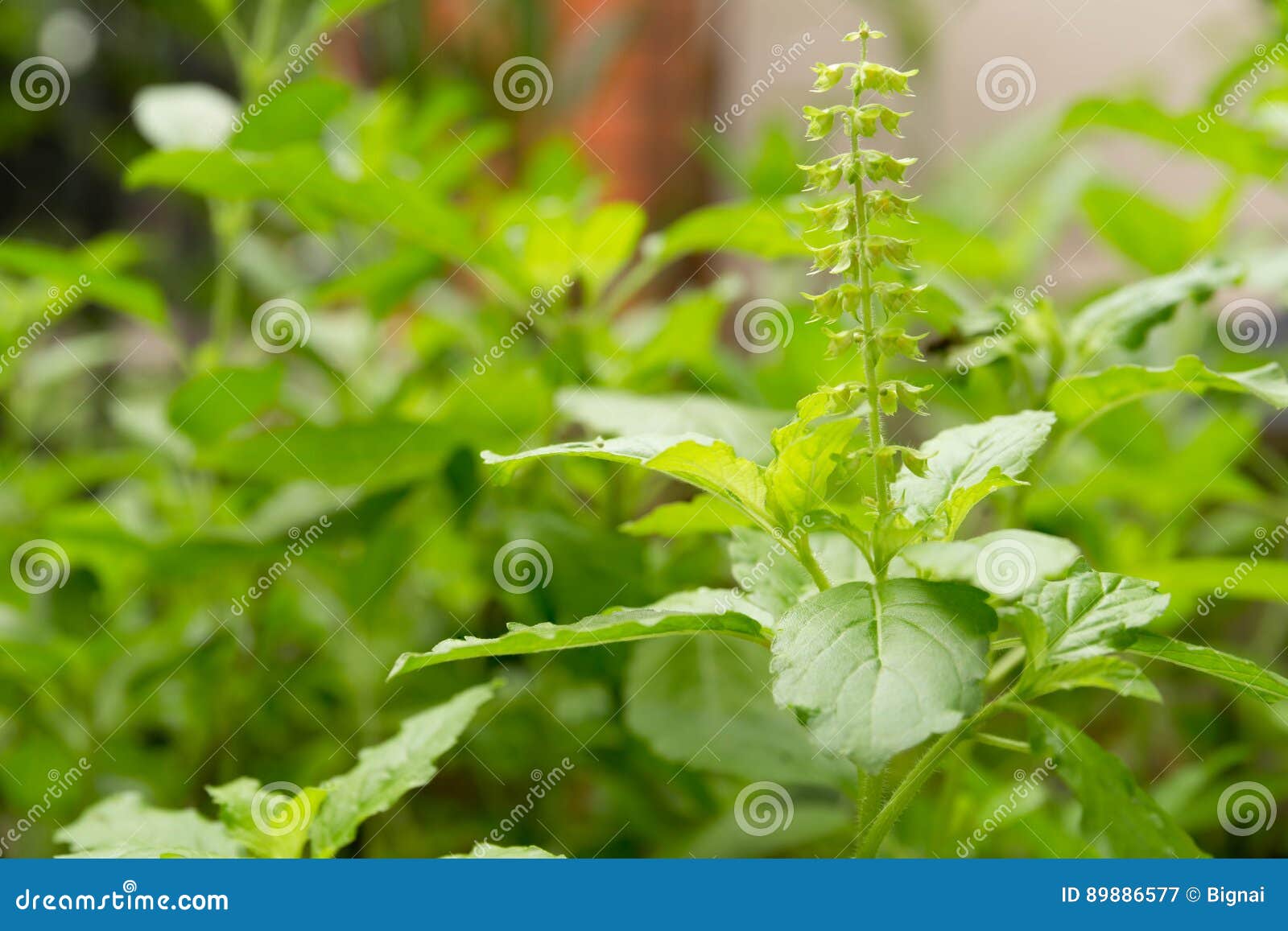Fresh Basil Flower and Basil Leaf Plant in the Garden Stock Image ...