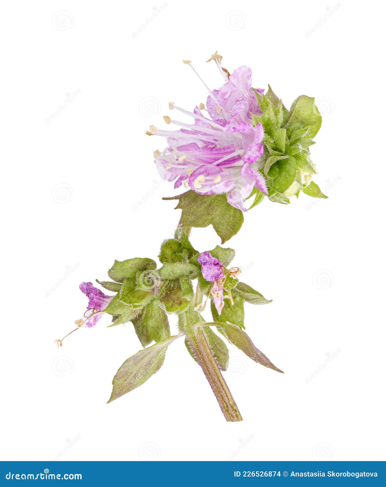 Fresh Basil Flower Isolated on White Background Stock Photo - Image of ...