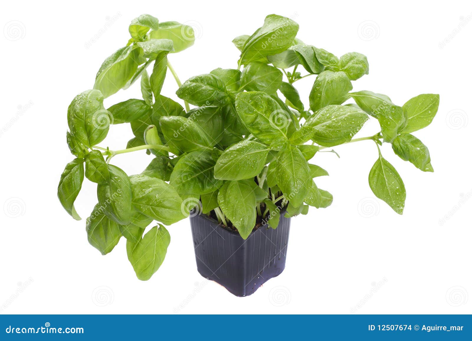 Fresh Basil in the Flower-Pot Stock Photo - Image of vegetable, flavor ...