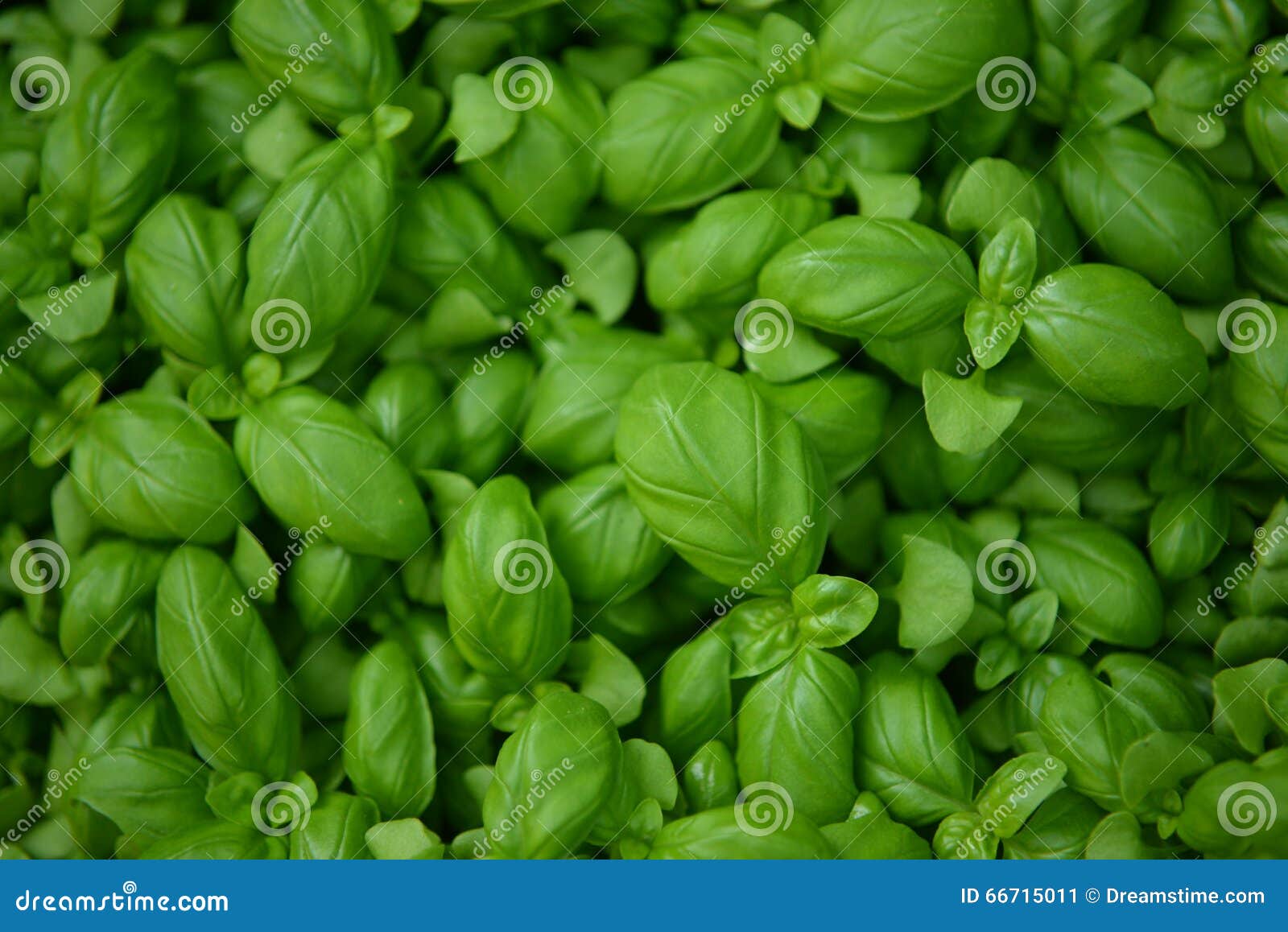 Fresh Basil stock image. Image of plantsnbasil, produce - 66715011