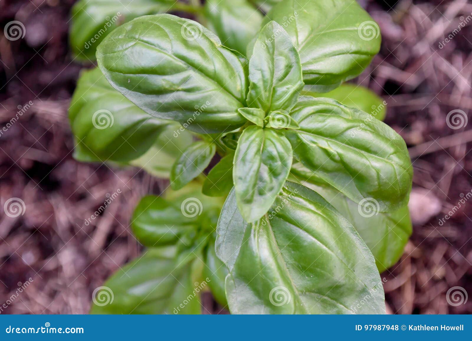 Fresh basil stock photo. Image of fresh, bokeh, leaf - 97987948