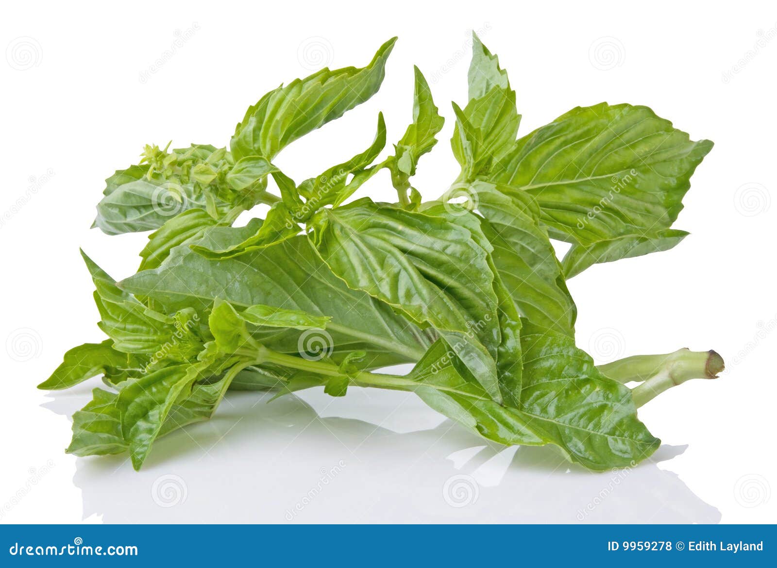 Fresh Basil Herb stock photo. Image of fresh, basil, organic - 9959278
