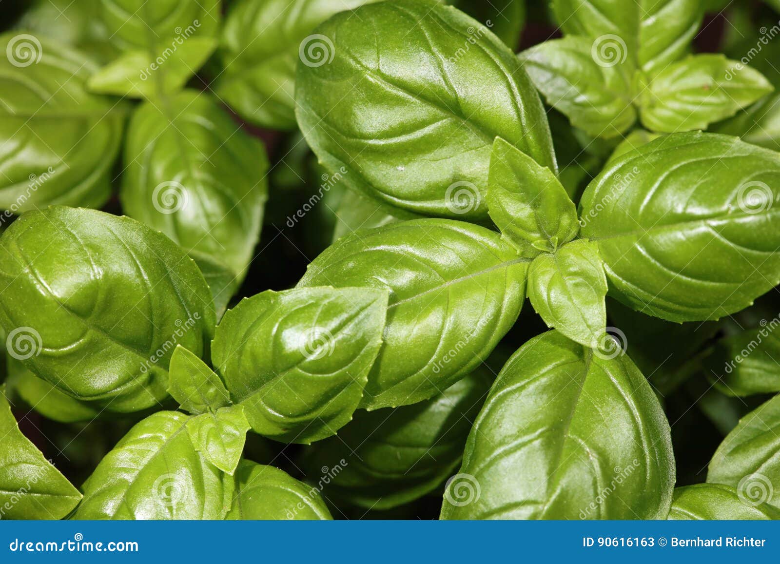 Fresh Basil stock image. Image of spice, green, nature - 90616163