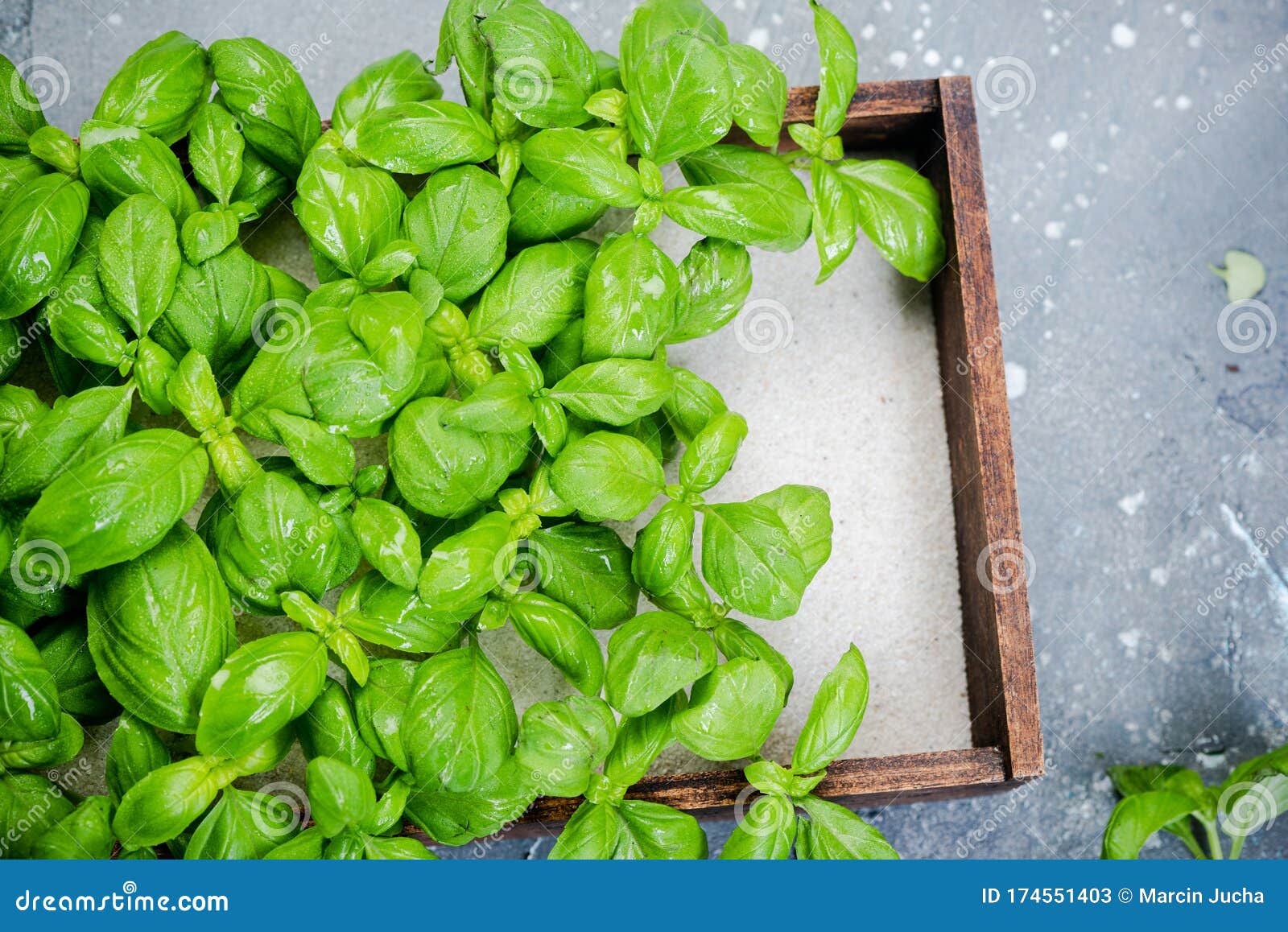Fresh Basil Herb Grow in Kitchen Container. Clean Eating Stock Image ...