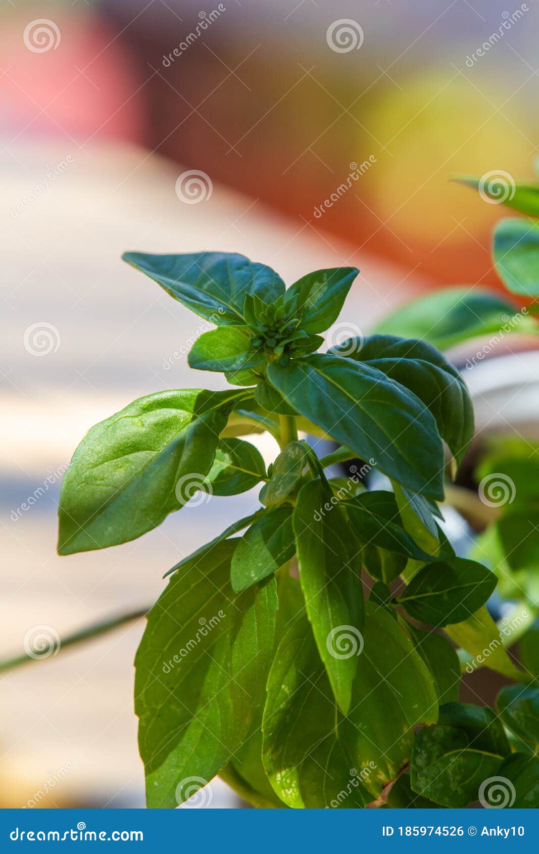 Fresh Basil Herb Plants in a Pot Stock Photo - Image of basil, herb ...