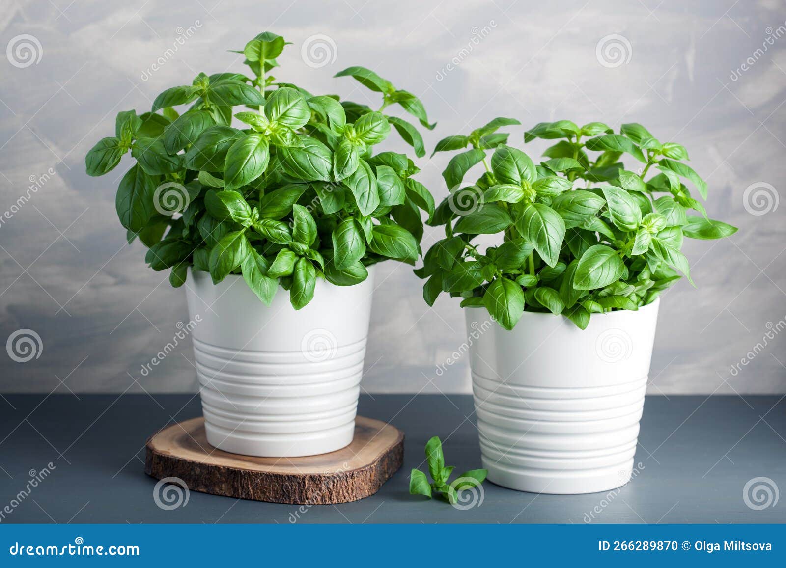 Fresh basil herb in pot stock photo. Image of seasoning - 266289870