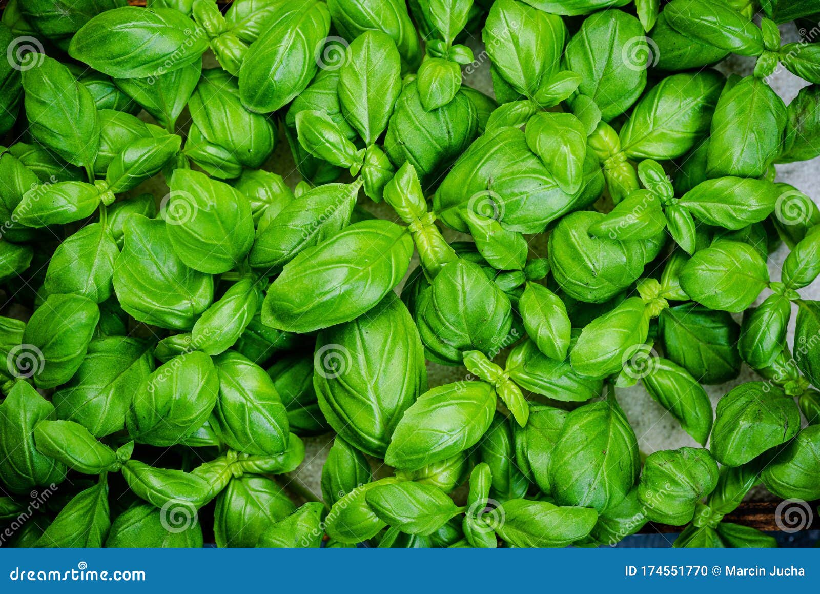 Fresh Basil Herb. Top Down Close Up View Stock Photo - Image of plant ...