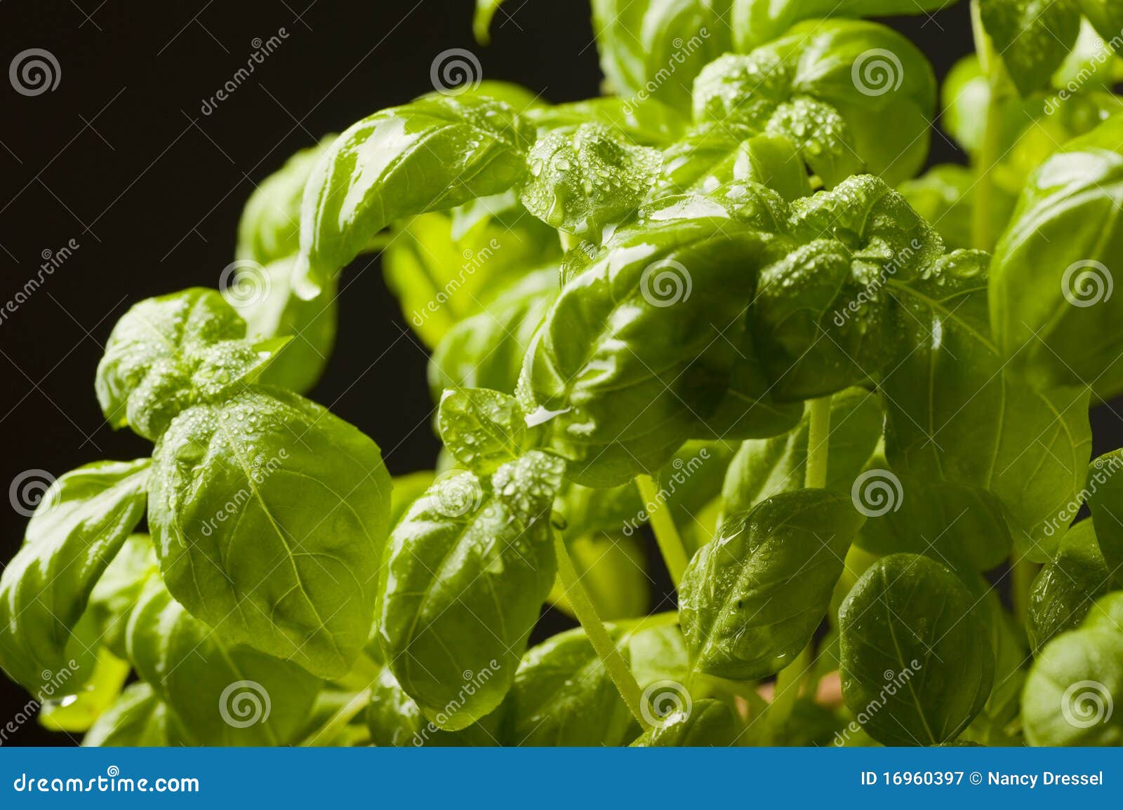Fresh Basil Leaves Seamless Trend Pattern Isolated On Pink Background ...