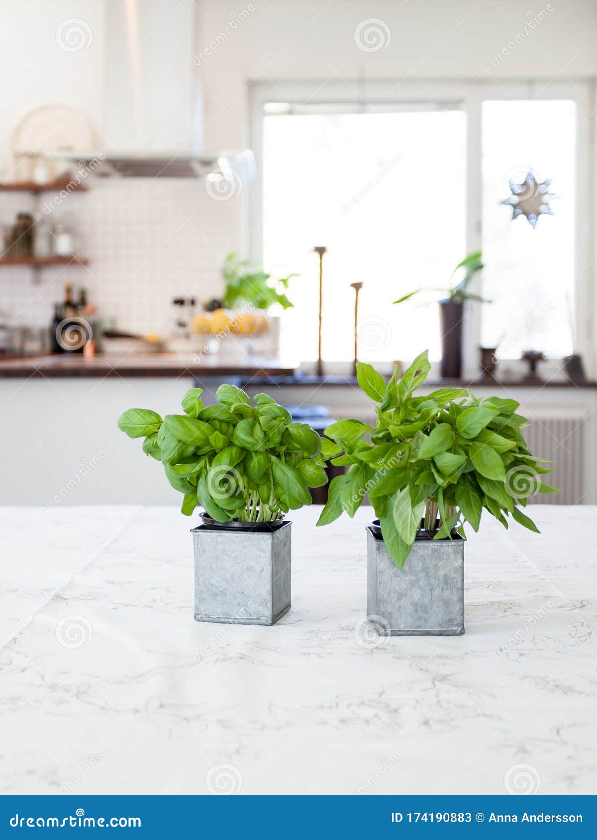 Fresh Basil Herbs on the Kitchen Table with Fancy Stylish Kitchen in ...