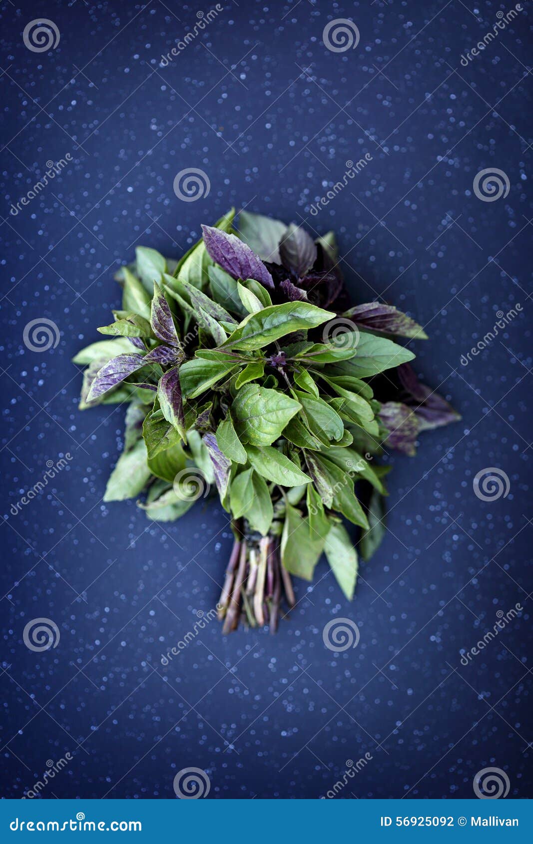 Fresh basil stock photo. Image of healthy, leaf, bouquet - 56925092