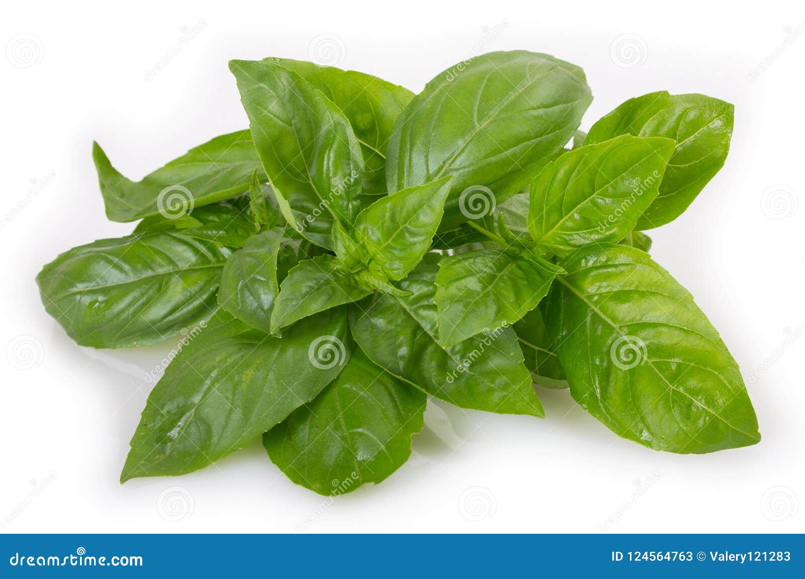 Fresh Basil on White Background Stock Image - Image of isolated, season ...