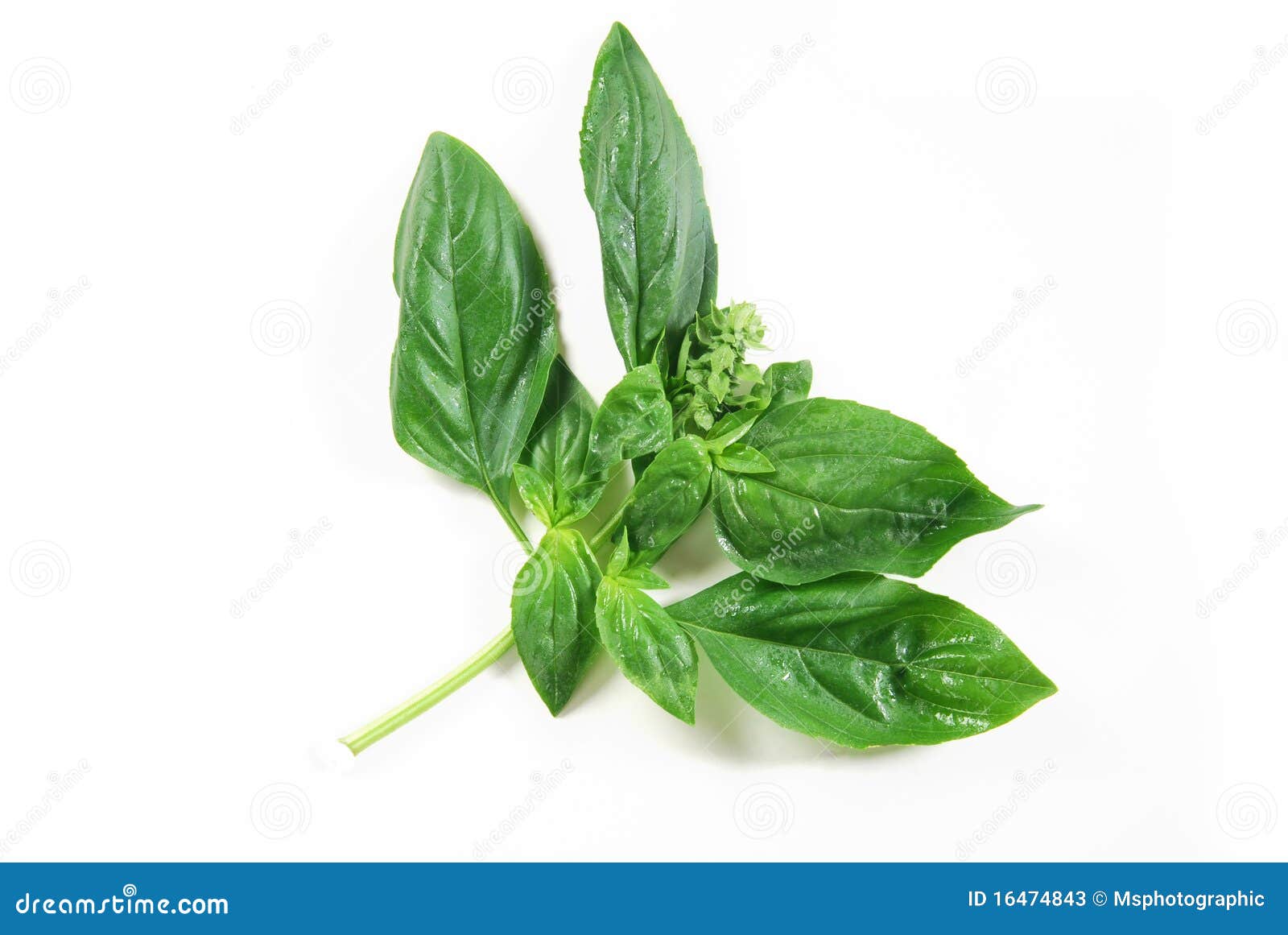 Fresh Basil Leaf stock image. Image of green, herb, natural - 16474843