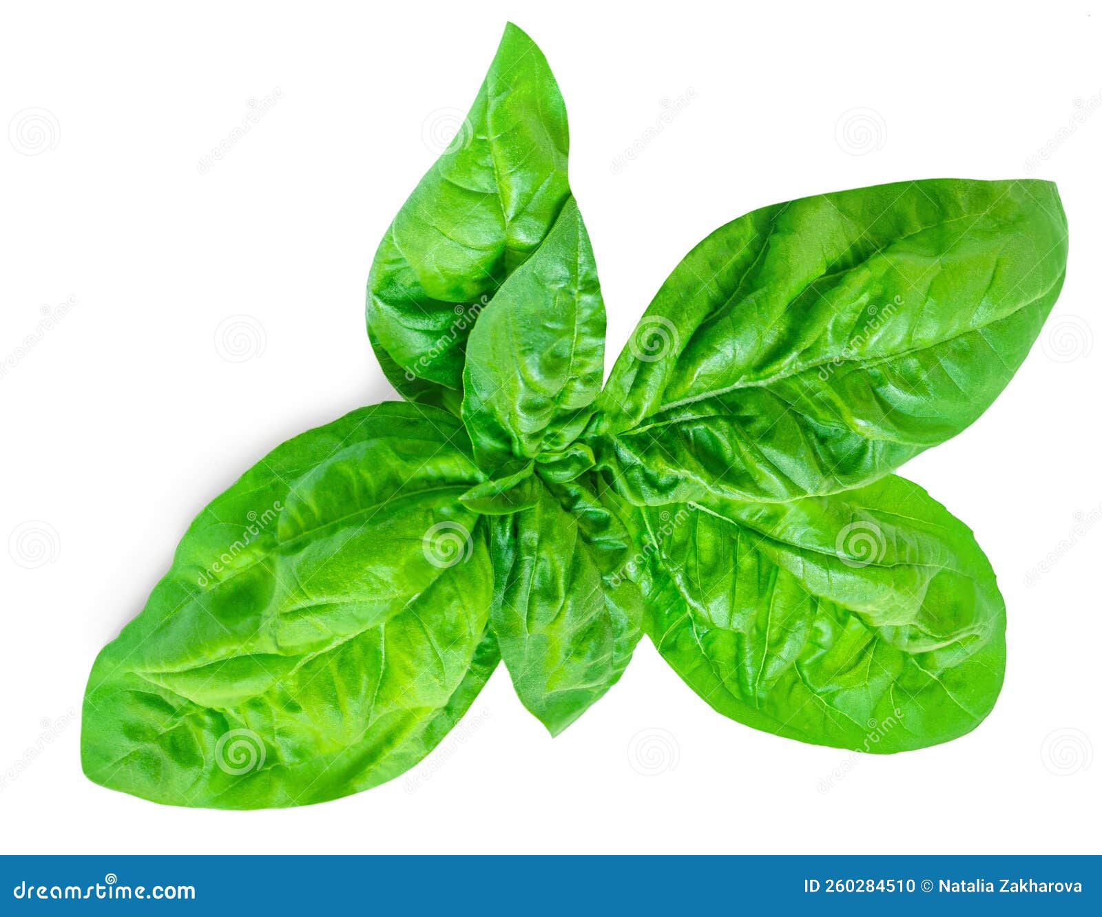 Fresh Basil Leaf Isolated on White Background, Close Up. Basil Herb ...