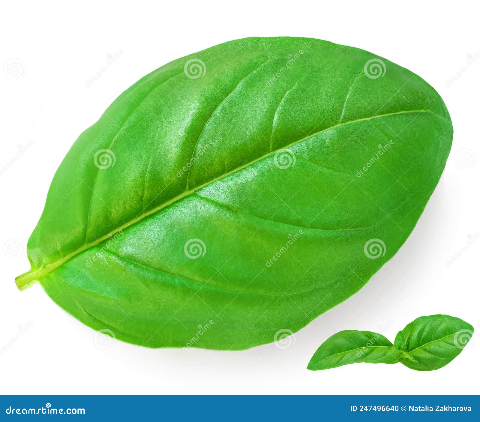 Fresh Basil Leaf Isolated on White Background, Close Up. Basil Herb Top ...
