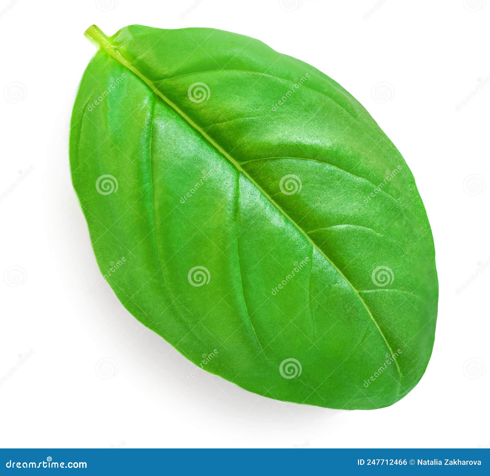 Fresh Basil Leaf Isolated on White Background, Close Up. Basil Herb Top ...