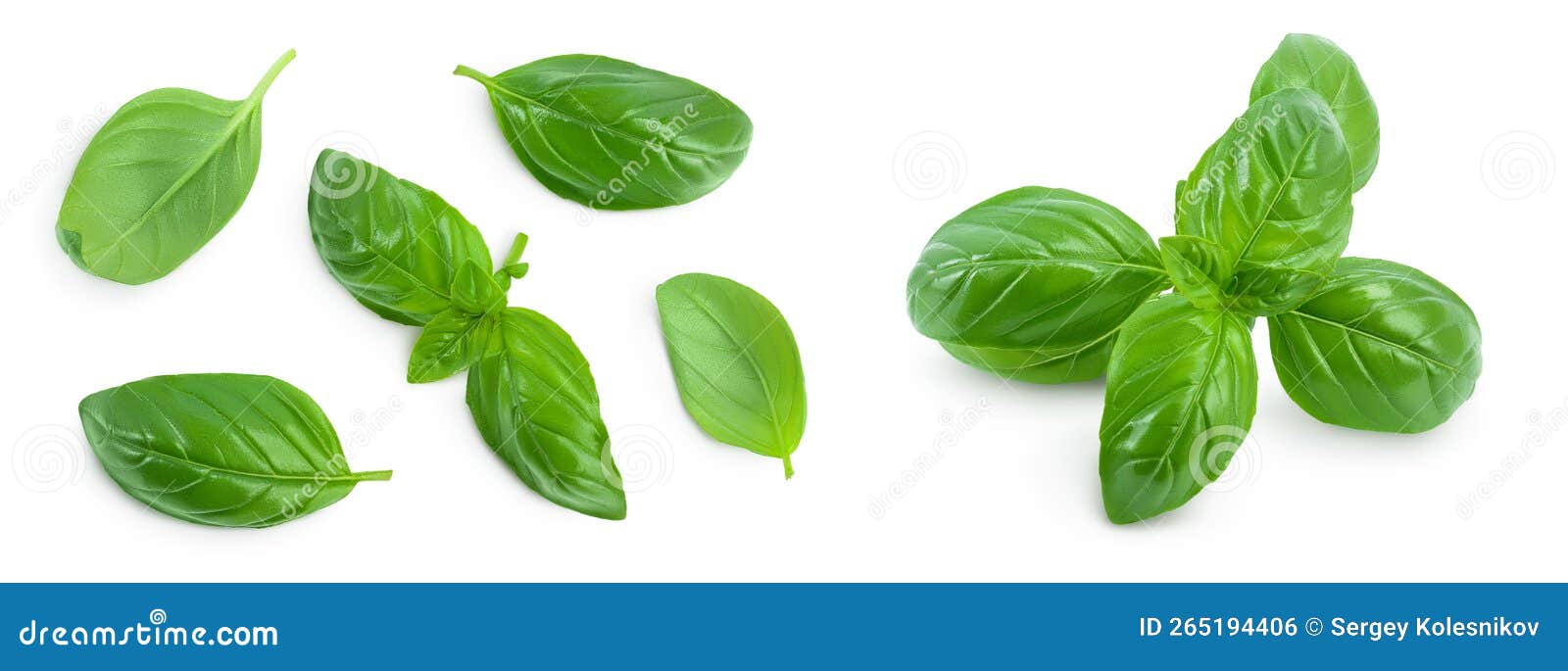 Fresh Basil Leaf Isolated on White Background with Full Depth of Field ...