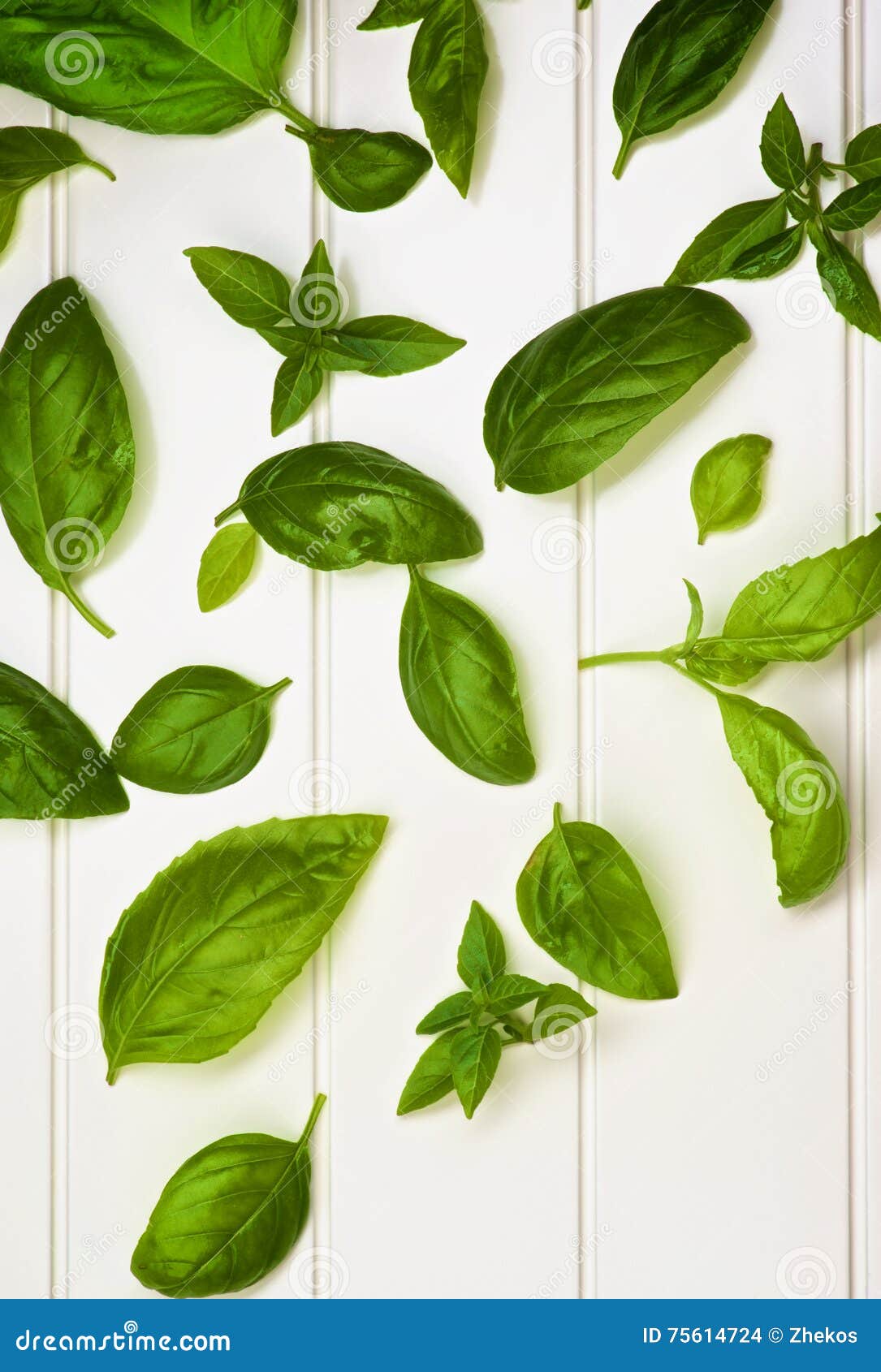 Fresh Basil Leafs stock photo. Image of eating, leafs - 75614724