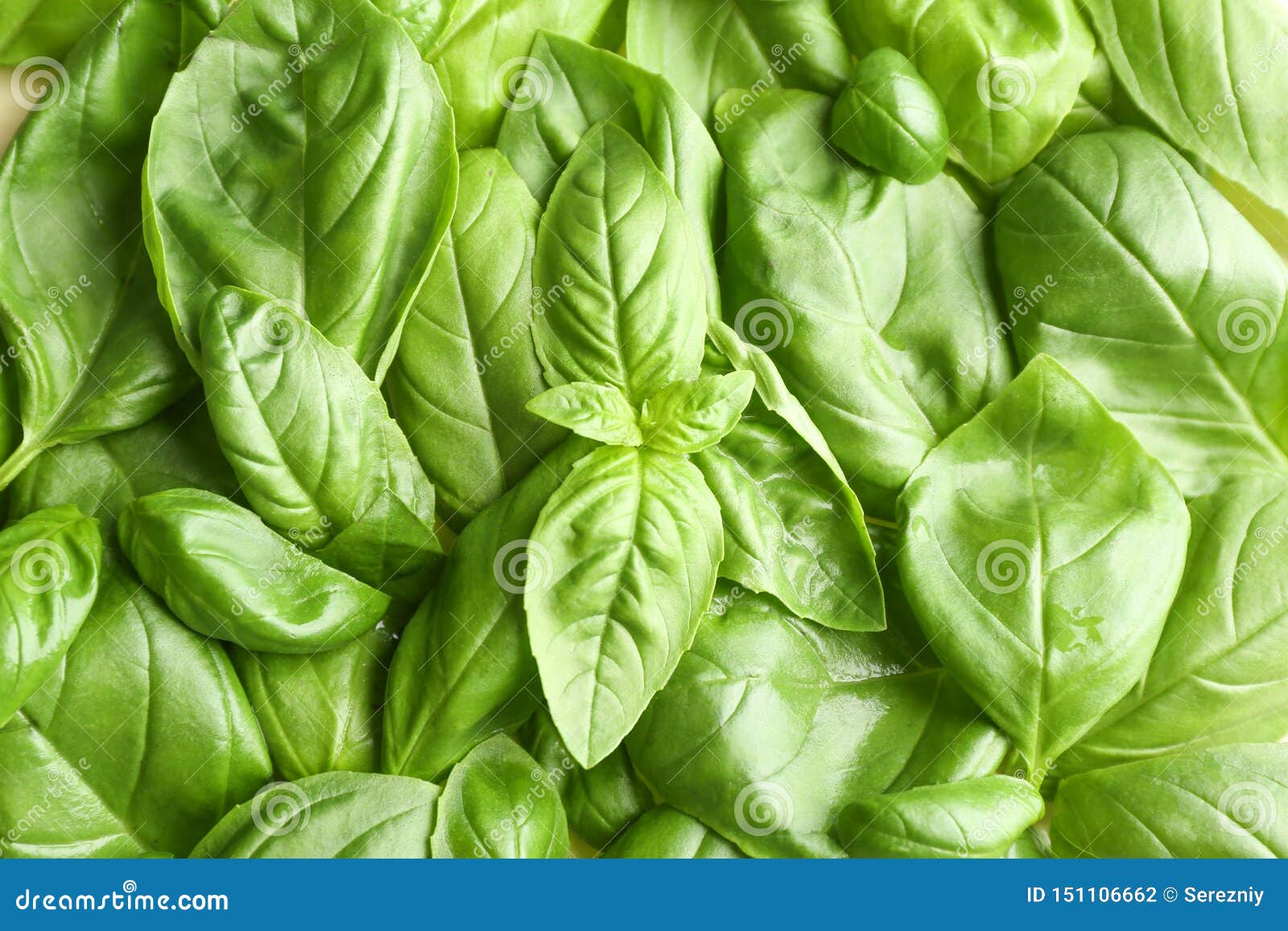 Fresh Basil Leaves As Background Stock Photo - Image of object, tasty ...