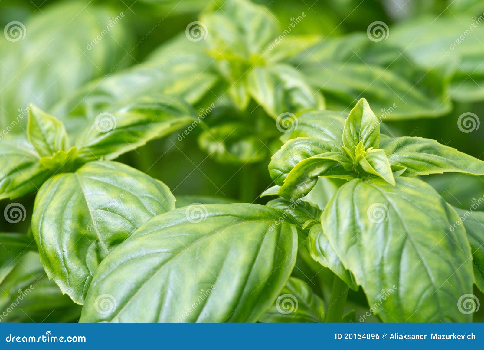 Fresh Basil Leaves Close-up Stock Photo - Image of food, culinary: 20154096