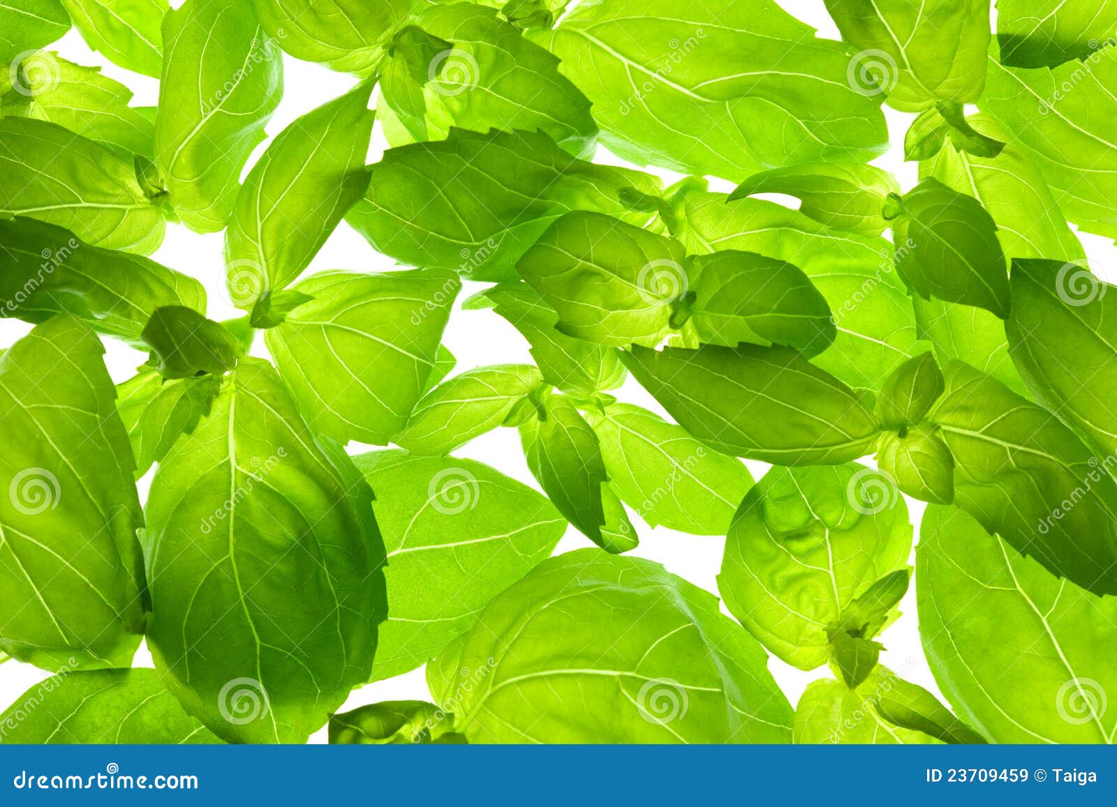 Fresh Basil Leaves Close-up Background Stock Image - Image of albahaca ...