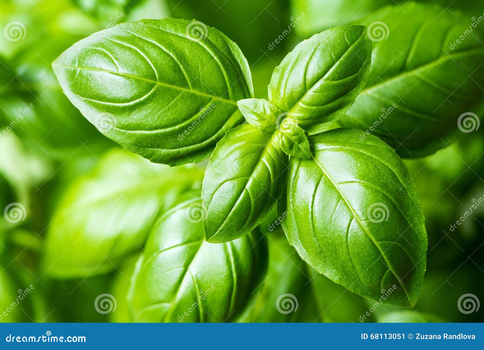 Fresh basil leaves stock image. Image of herb, view, food - 68113051
