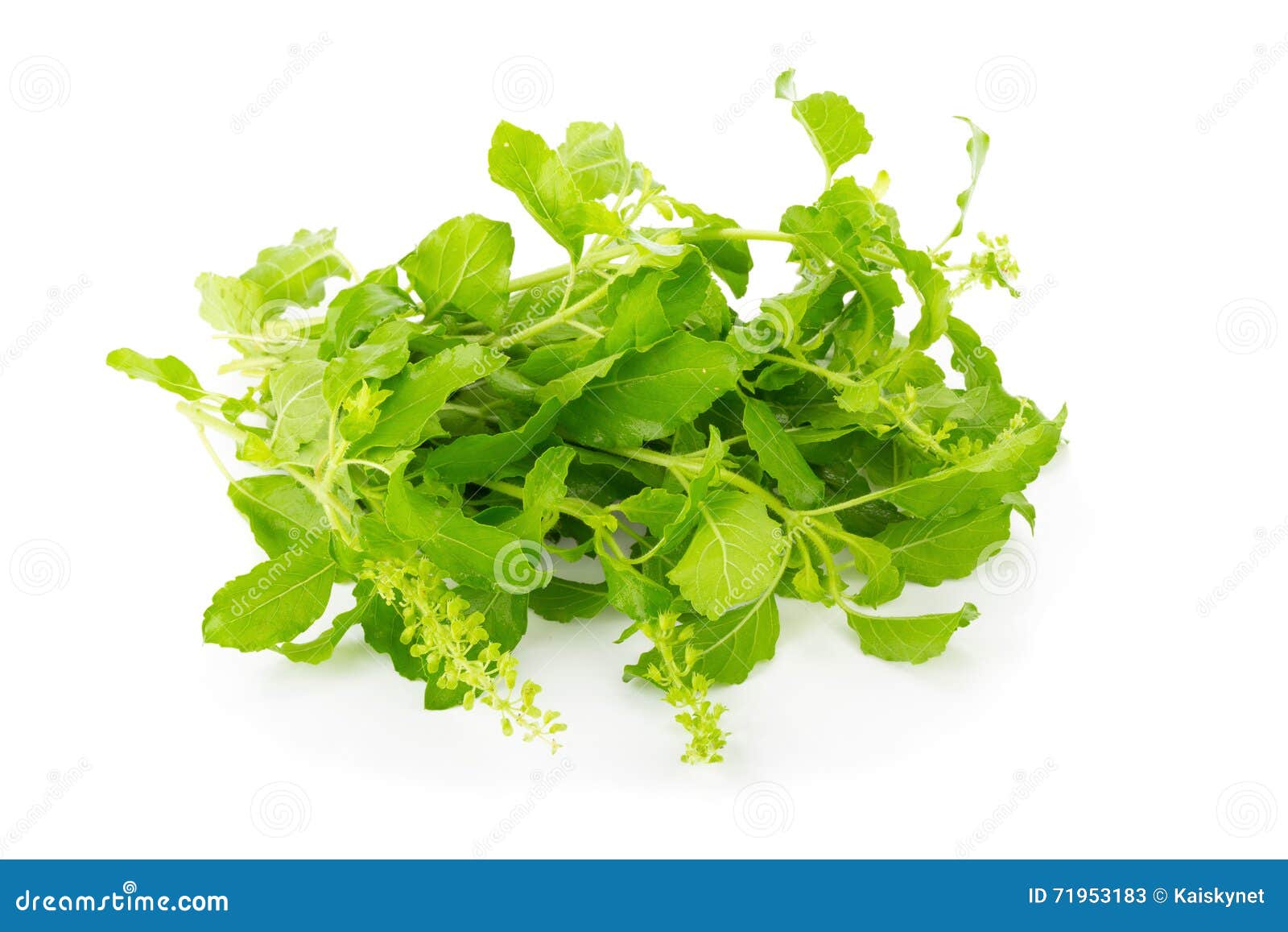 Fresh Basil Leaves in Closeup Stock Image - Image of white, food: 71953183